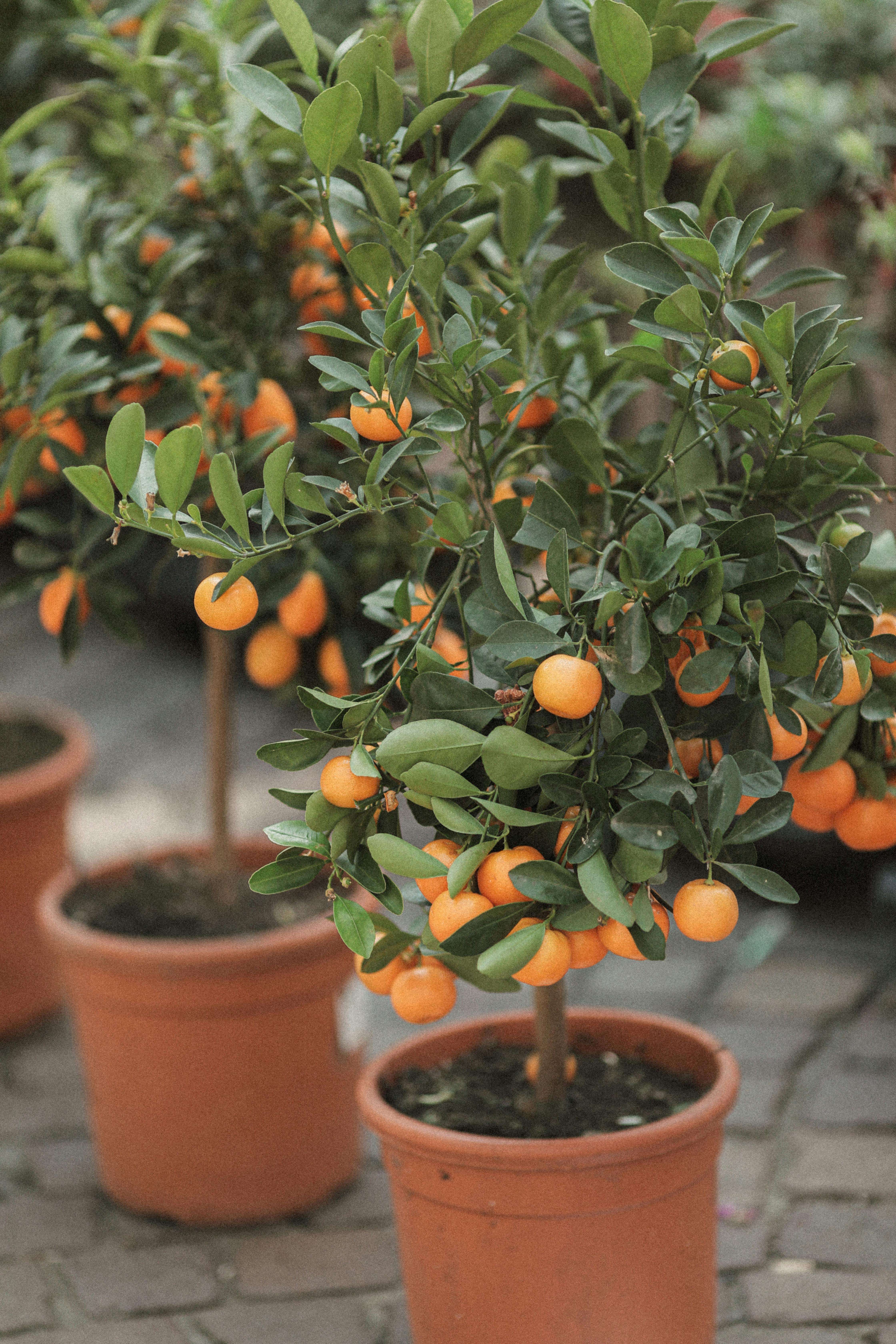 Small Orange Trees in Flowerpots · Free Stock Photo