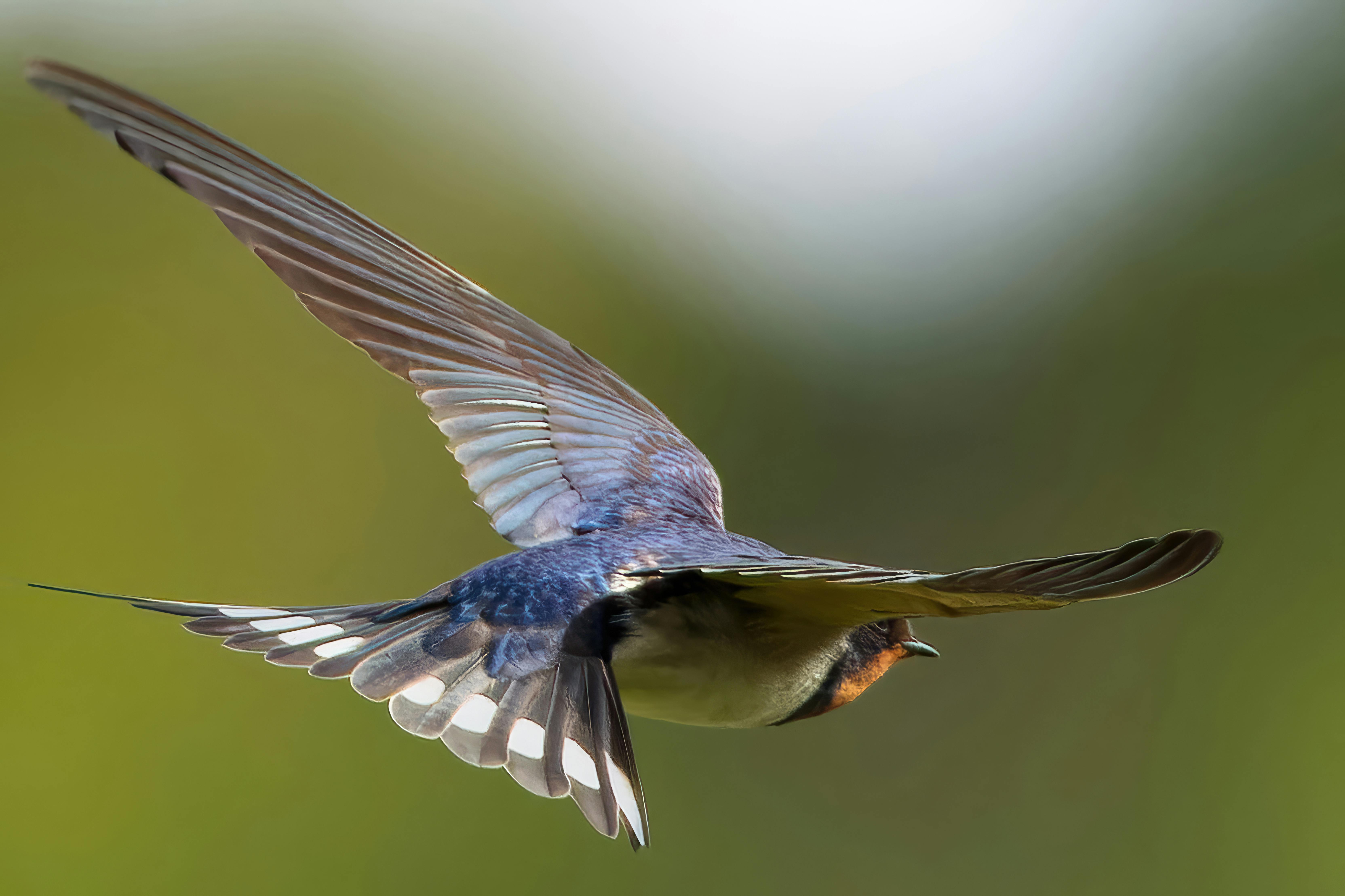 Close-up of a Bird in Flight · Free Stock Photo