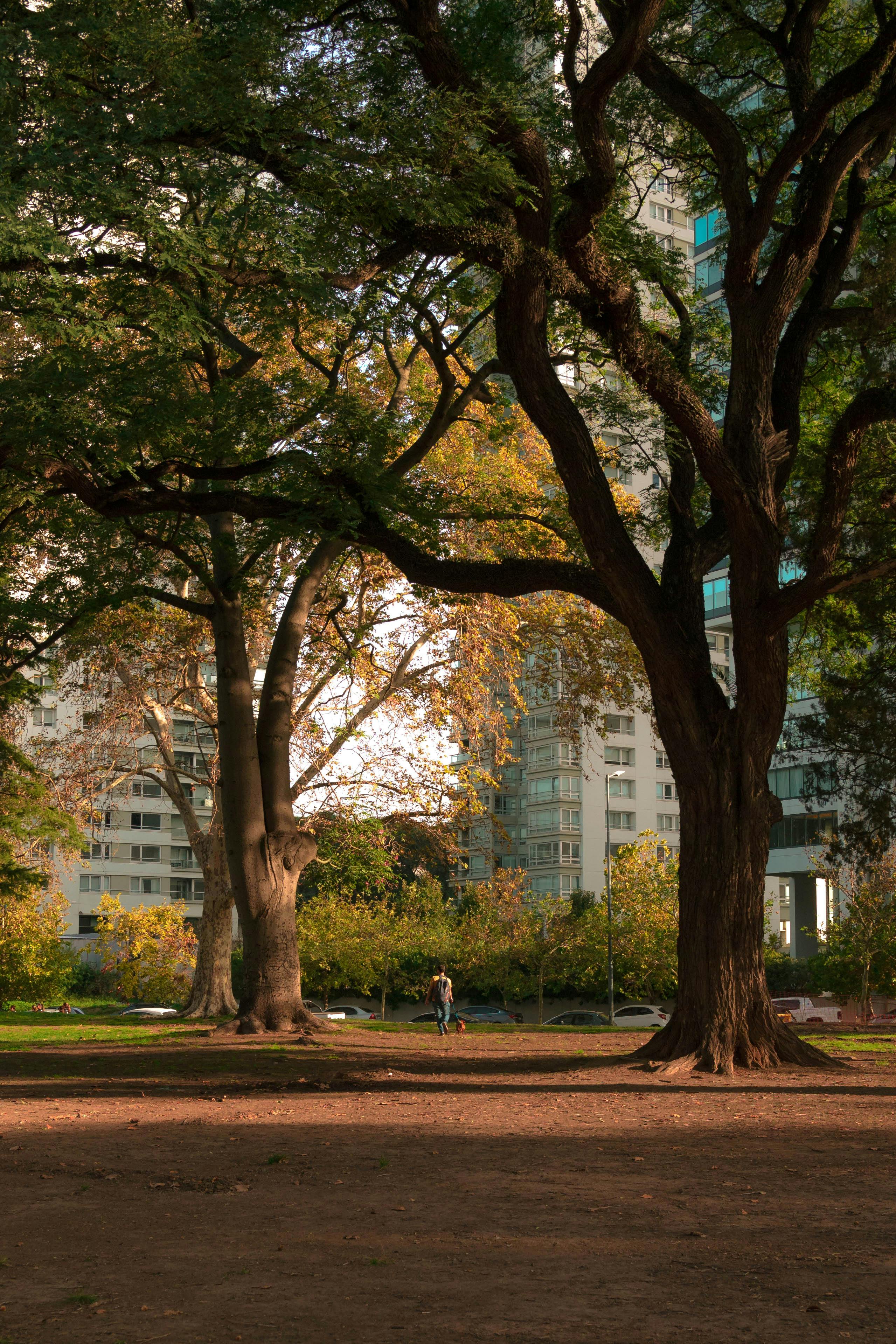 Park and Trees with Buildings behind · Free Stock Photo