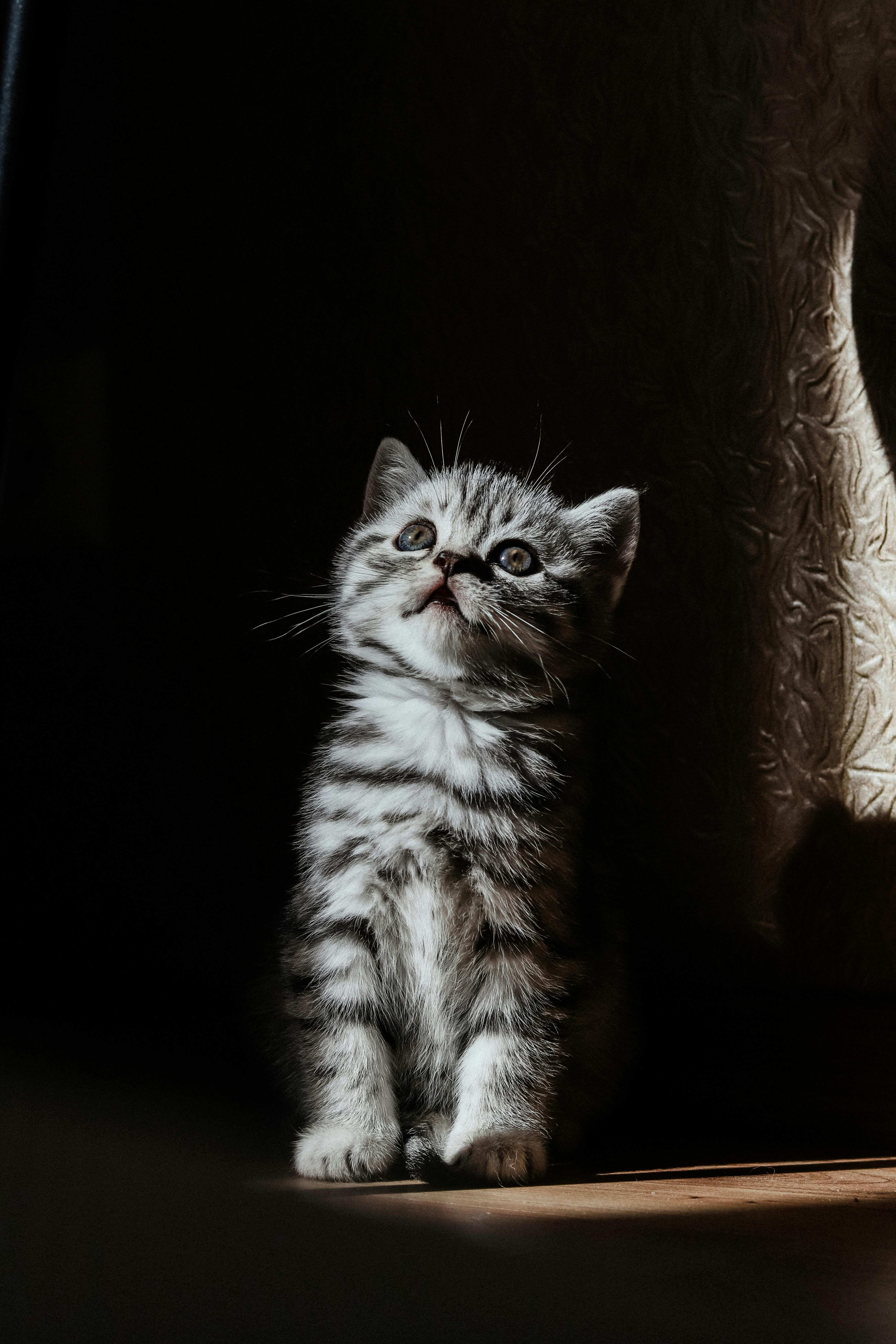 Tiny Cat Wallpaper Cute Little Cat Set Cute Cat With Hello Pose, Cat,