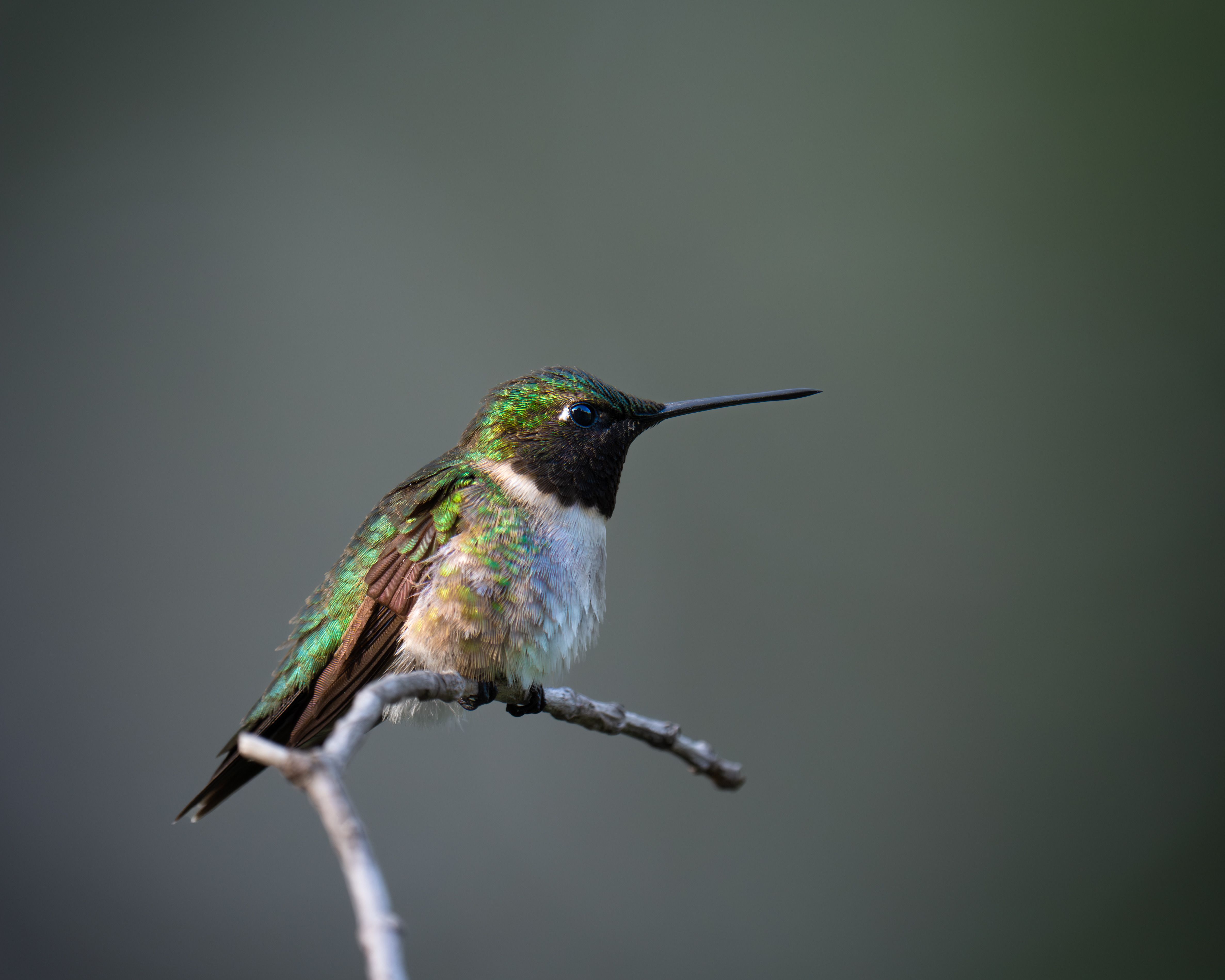 Portrait of a Shiny Green Hummingbird Perching on Purple Railing · Free ...