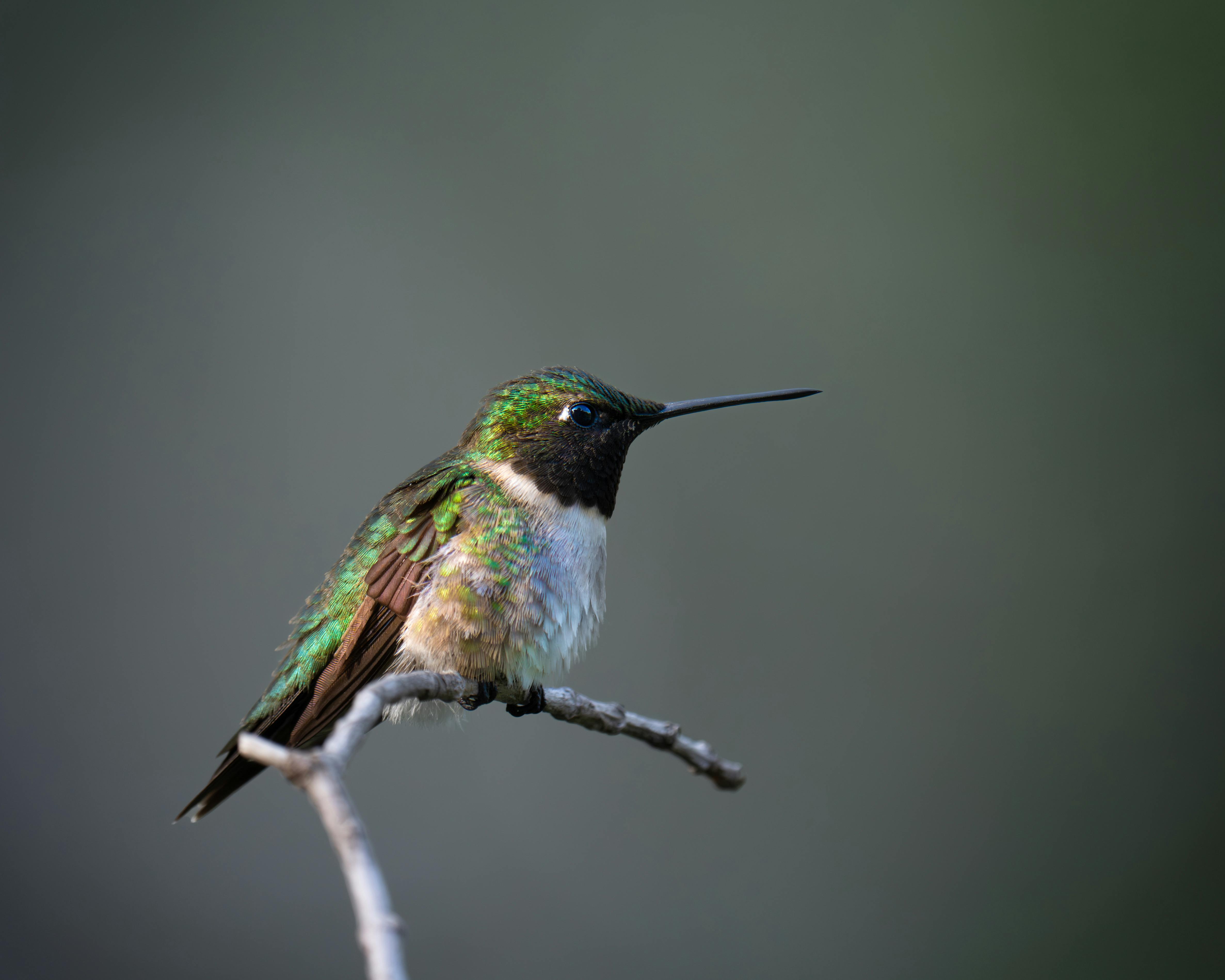 A Humming Bird Perched on a String Light · Free Stock Photo