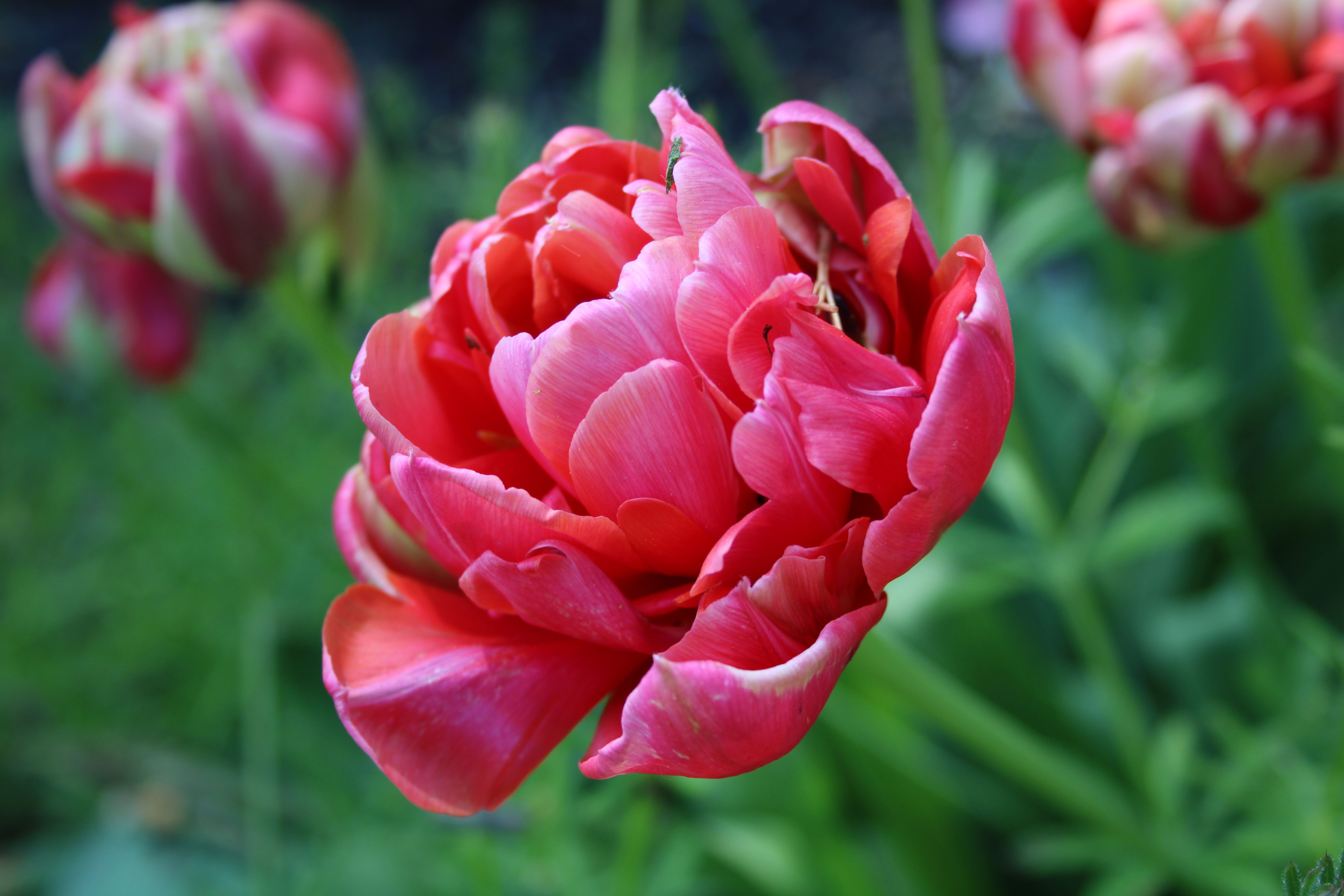 Close Up Photo of Blooming Pink Flower · Free Stock Photo