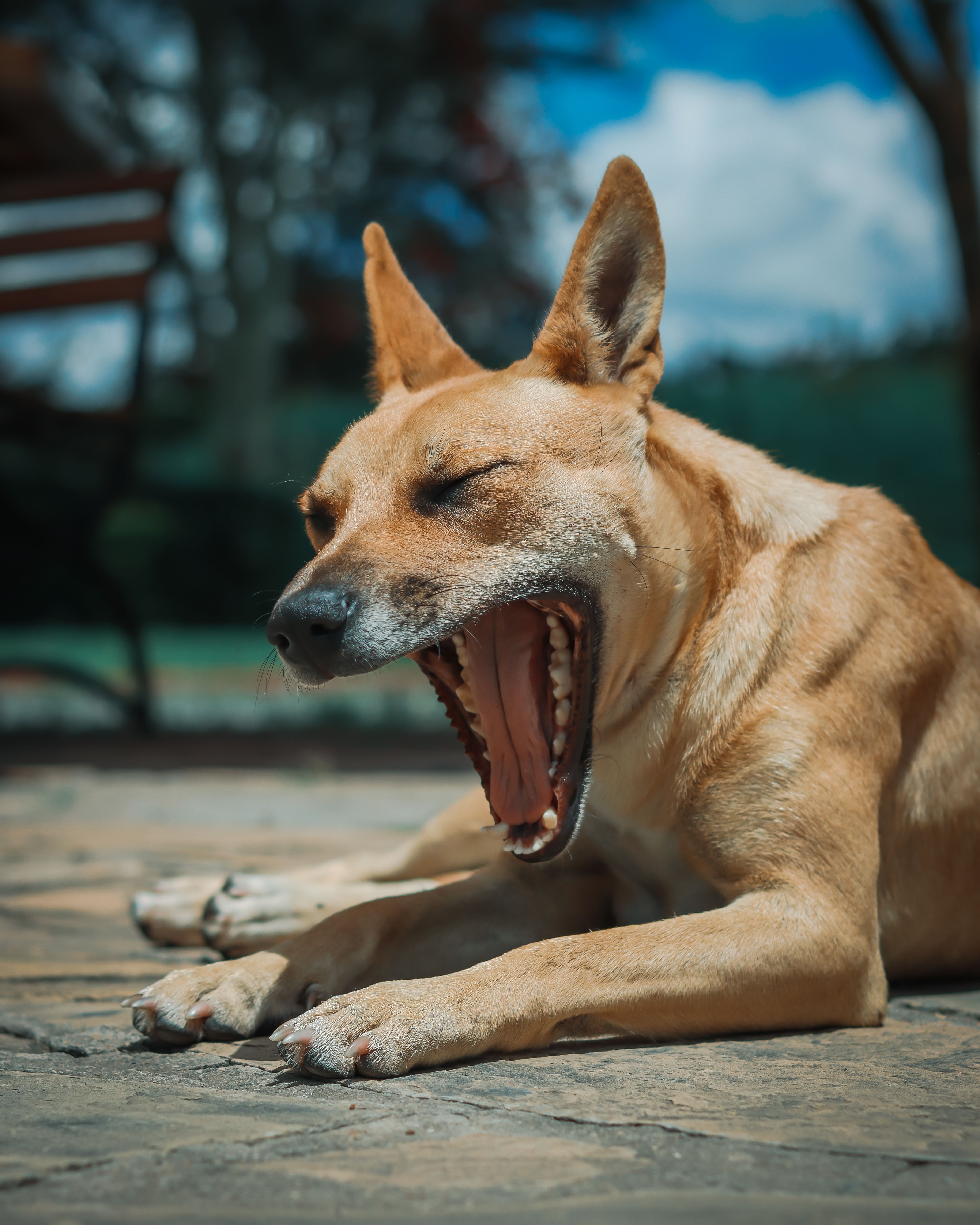 Close up of Yawning Dog · Free Stock Photo