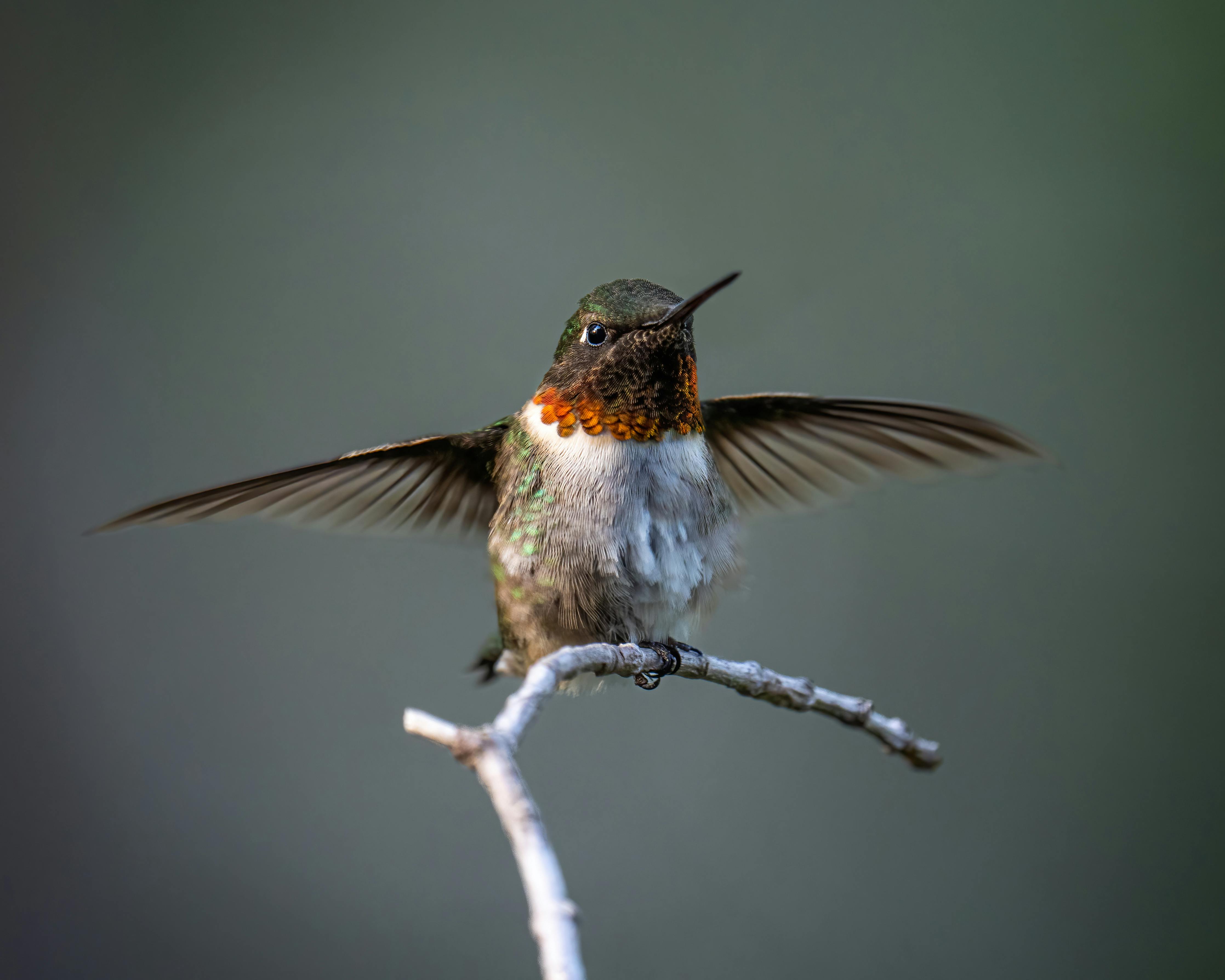 Close up of Hummingbird · Free Stock Photo