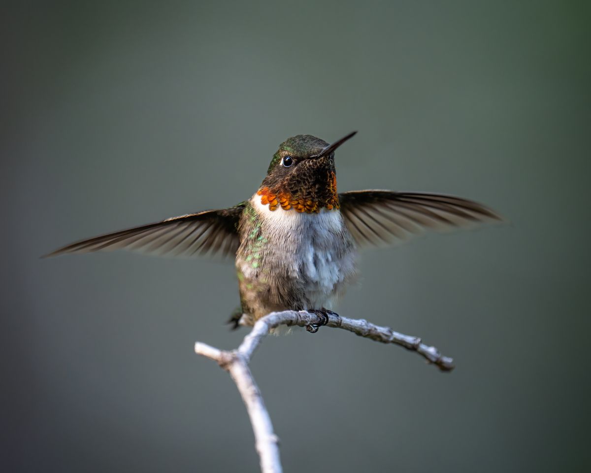 Hummingbird Wallpaper Photos, Download The BEST Free Hummingbird ...