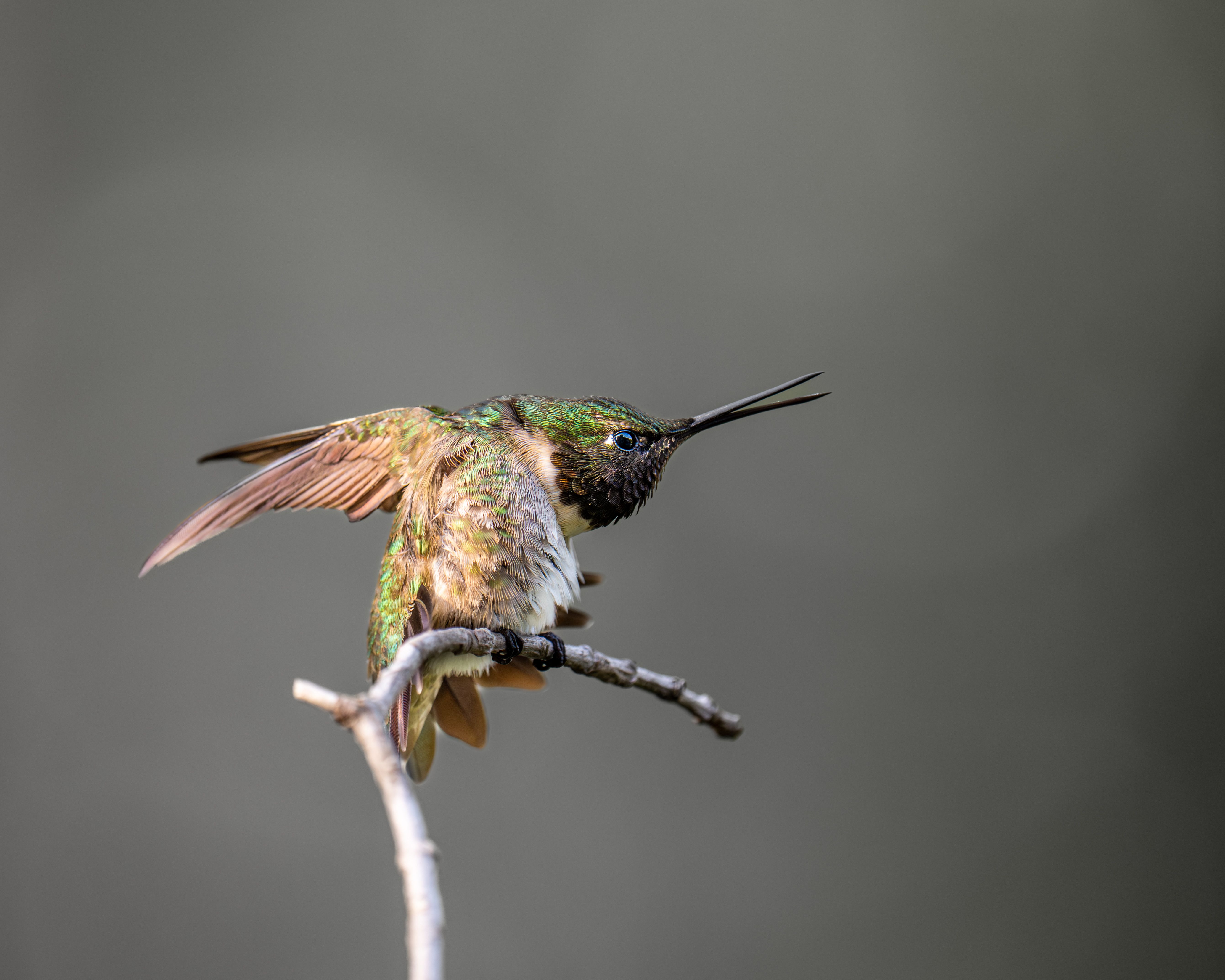 Foto de stock gratuita sobre alimentador, bebiendo, colibrí, comiendo ...