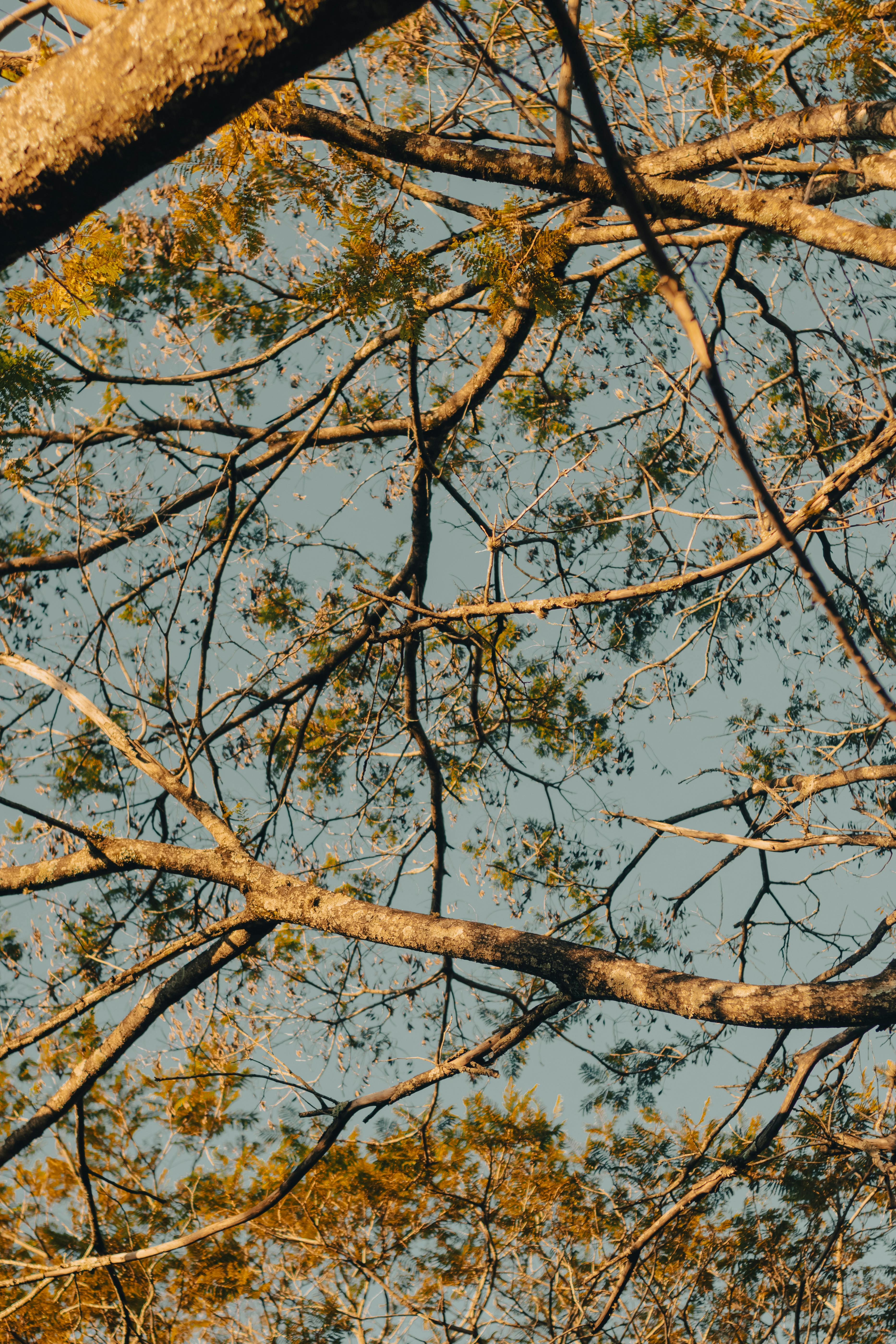 Spring Leaves on Tree Branches · Free Stock Photo