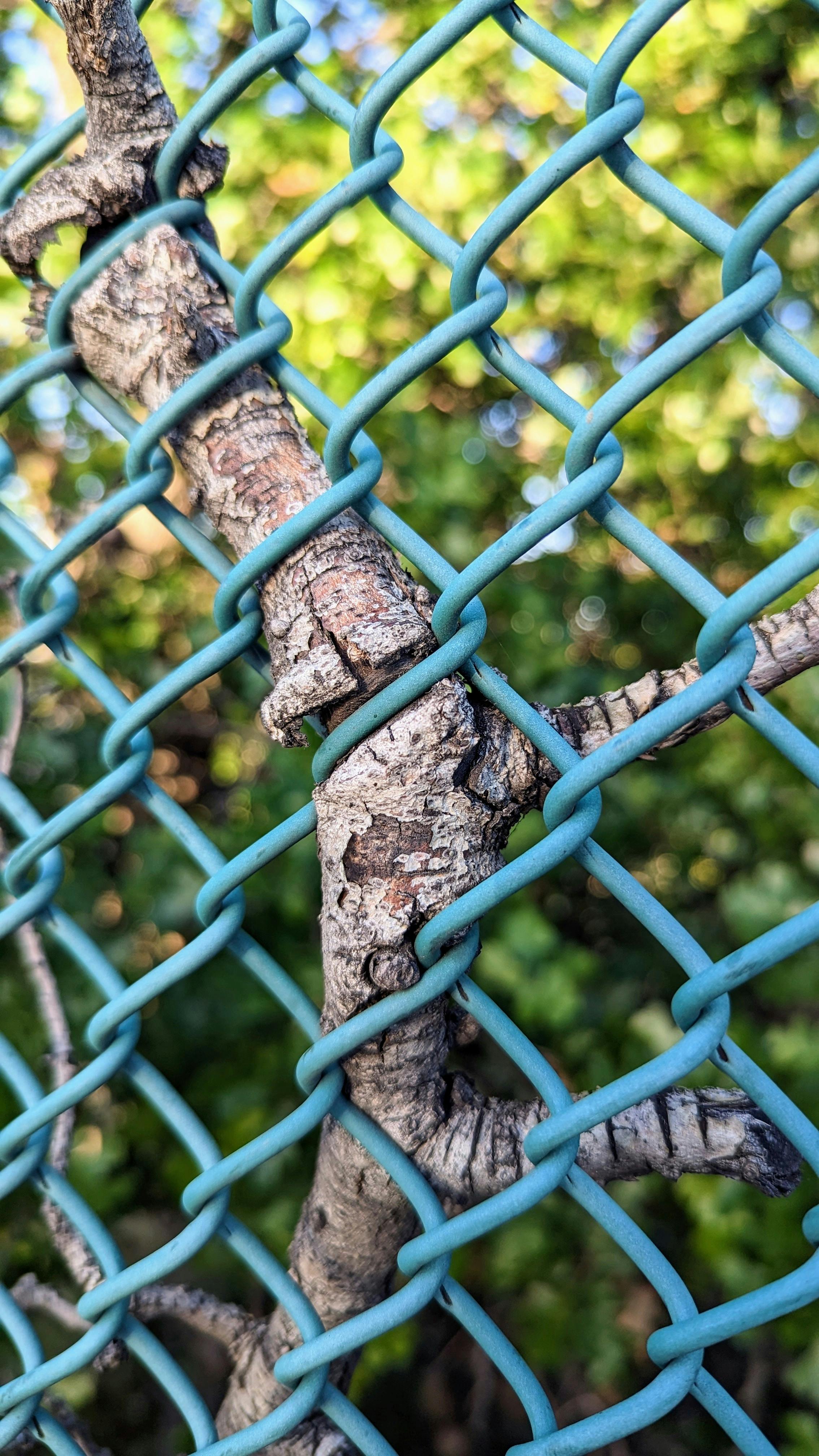 Alexander Lobo – Fotografie