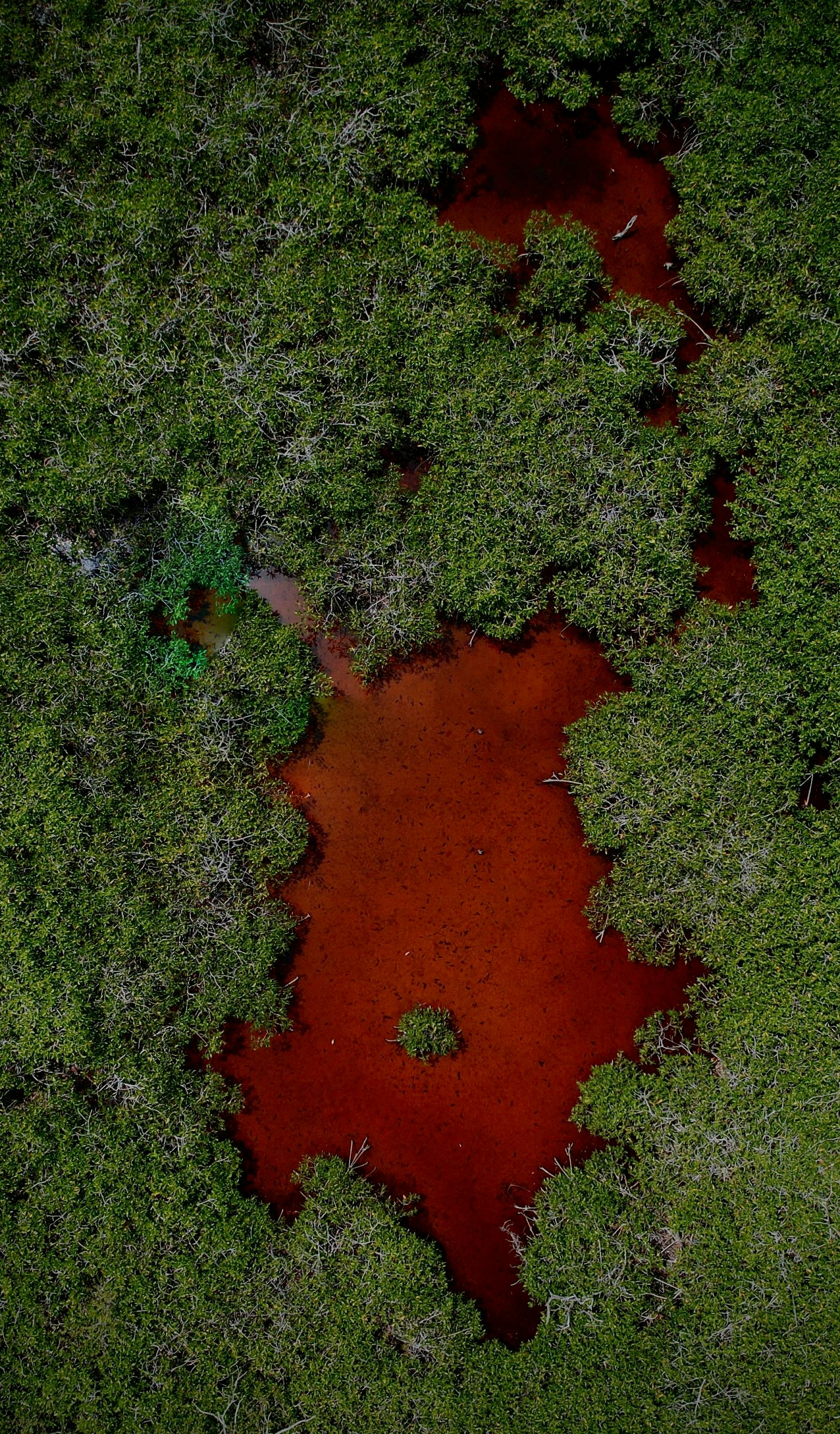 Red Lakes in Forest · Free Stock Photo