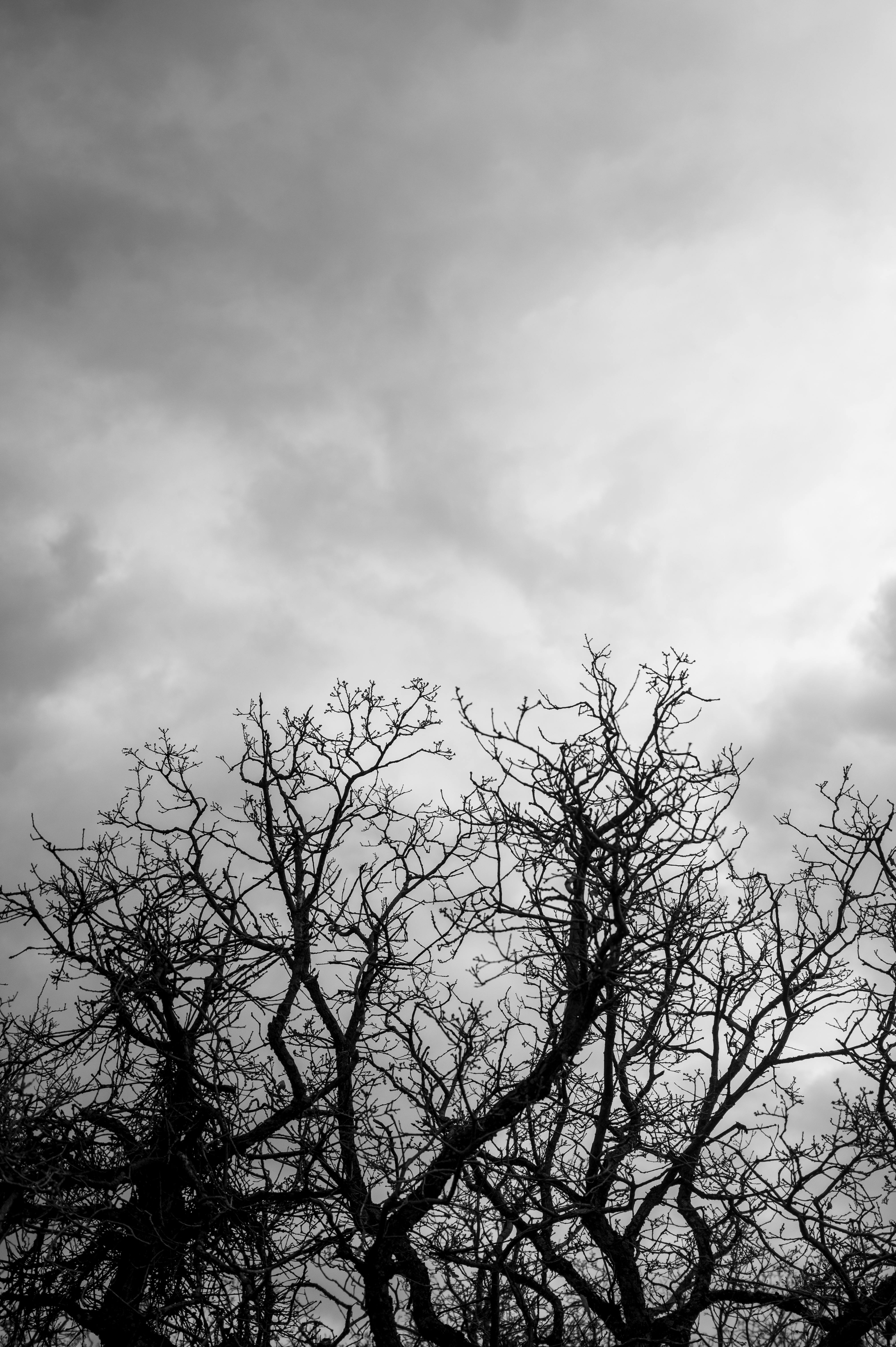 Silhouette Photo of Withered Tree · Free Stock Photo