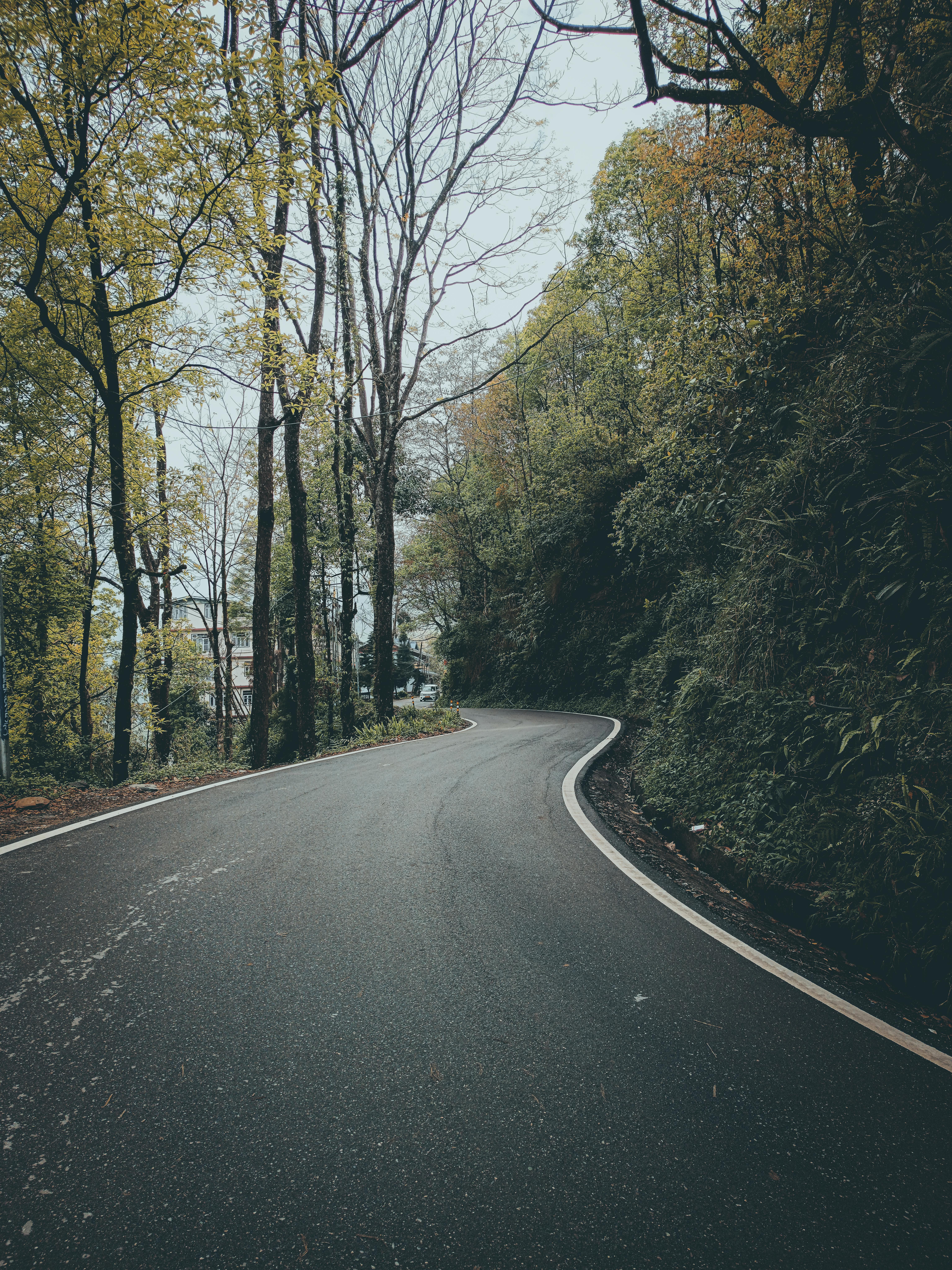 Imagine de stoc gratuită cu 2020 tapet, 4k fundal, 8k, arbori, arbori ...