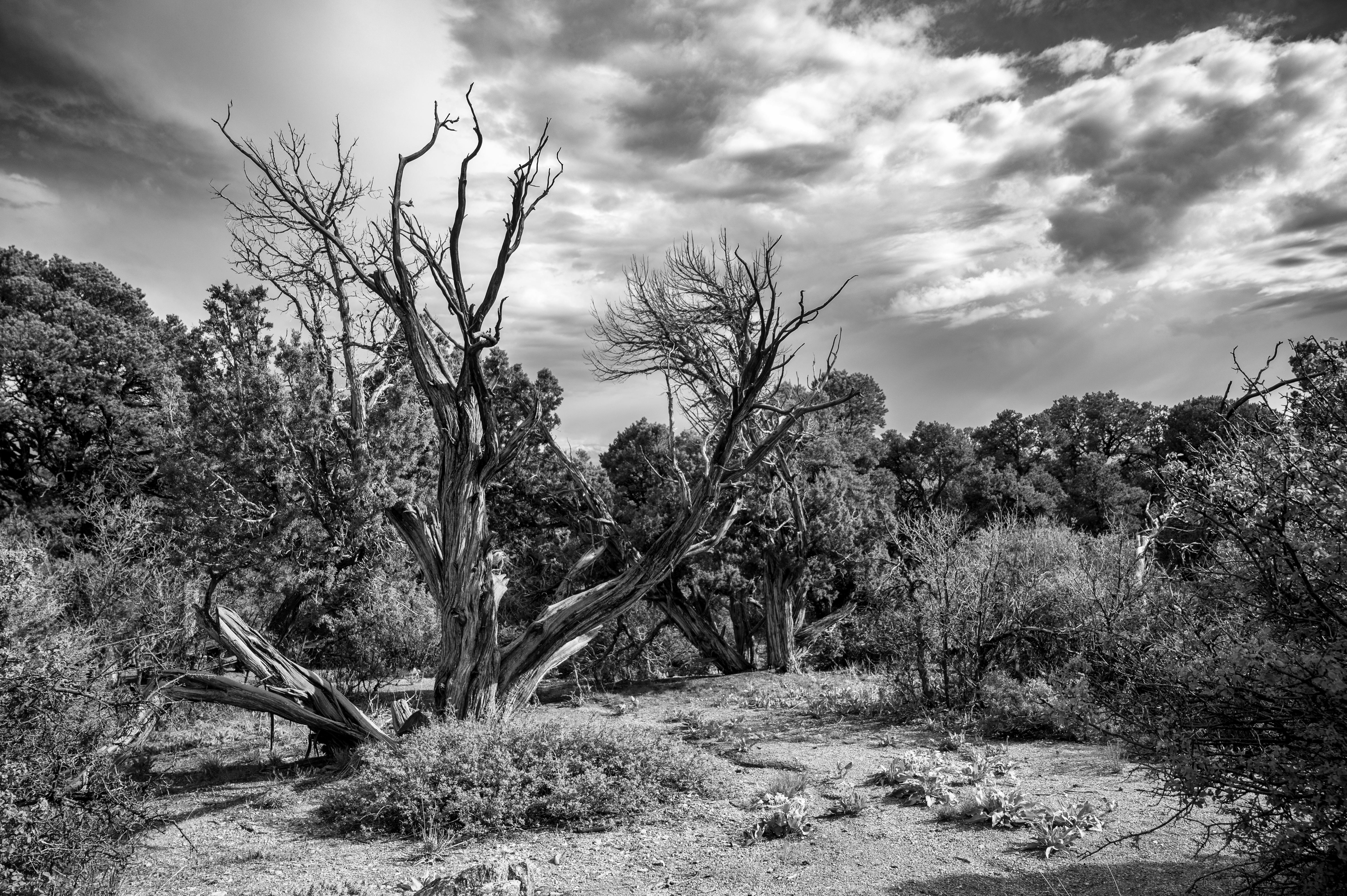 Overcast over Bare Trees and Bushes in Black and White · Free Stock Photo