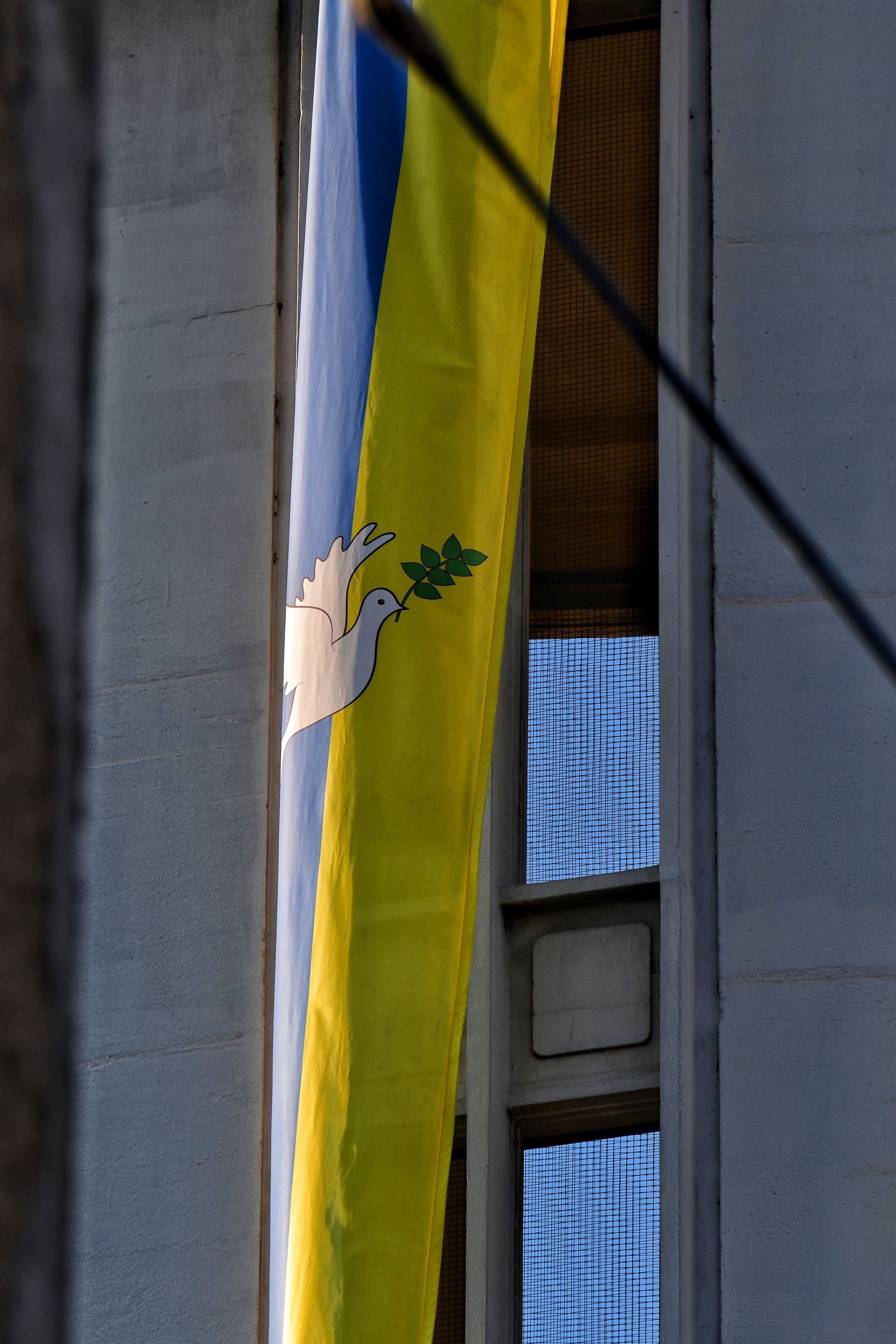 Close-up of a Blue and Yellow Flag with a White Bird · Free Stock Photo