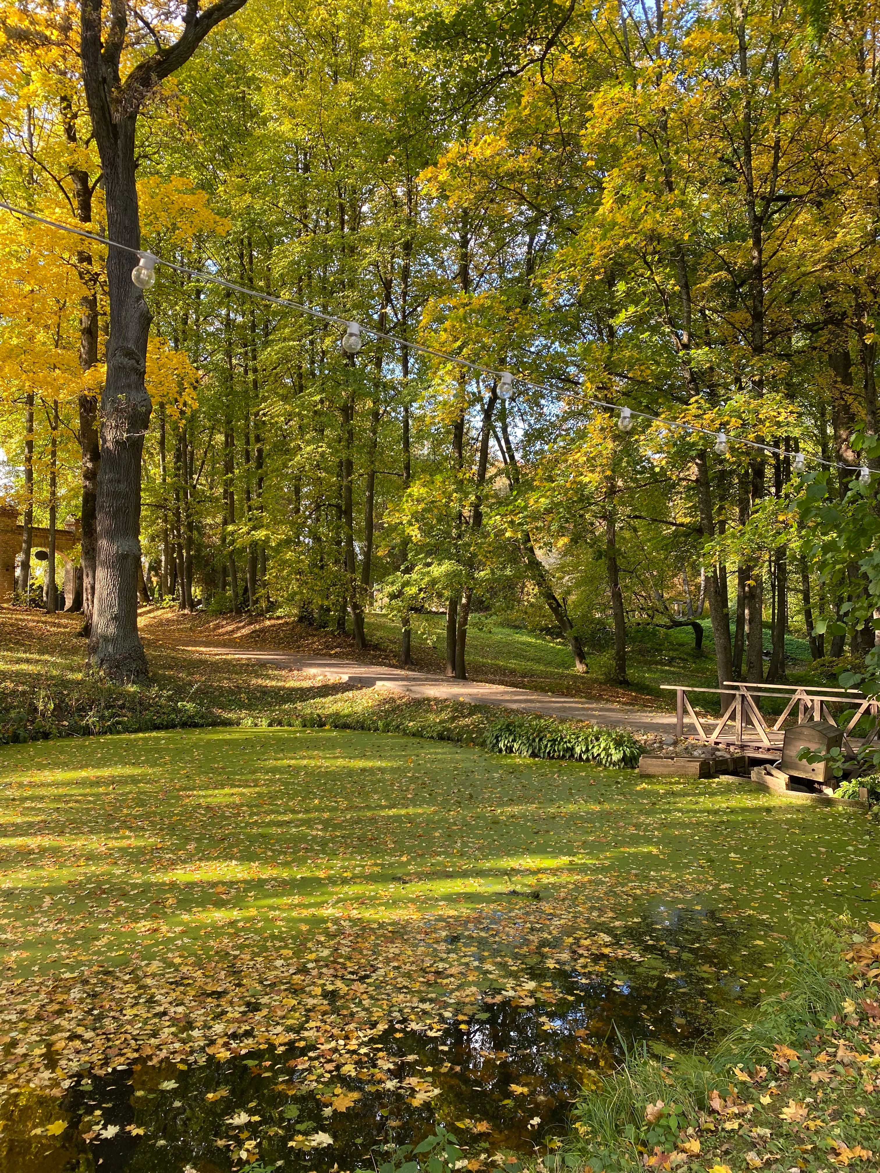 A Pond and Trees in a Park in Autumn · Free Stock Photo