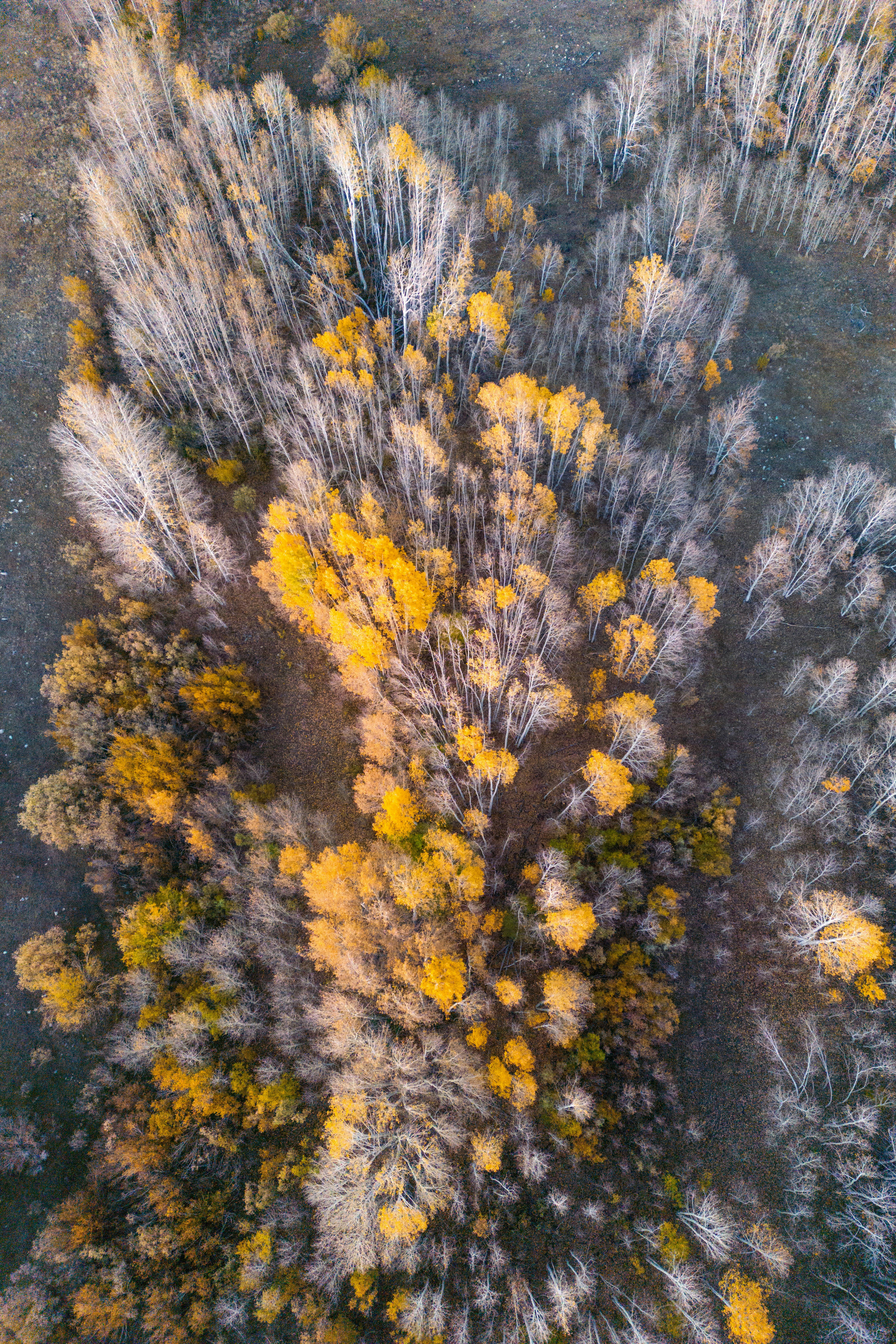 Birds Eye View of Forest in Autumn · Free Stock Photo