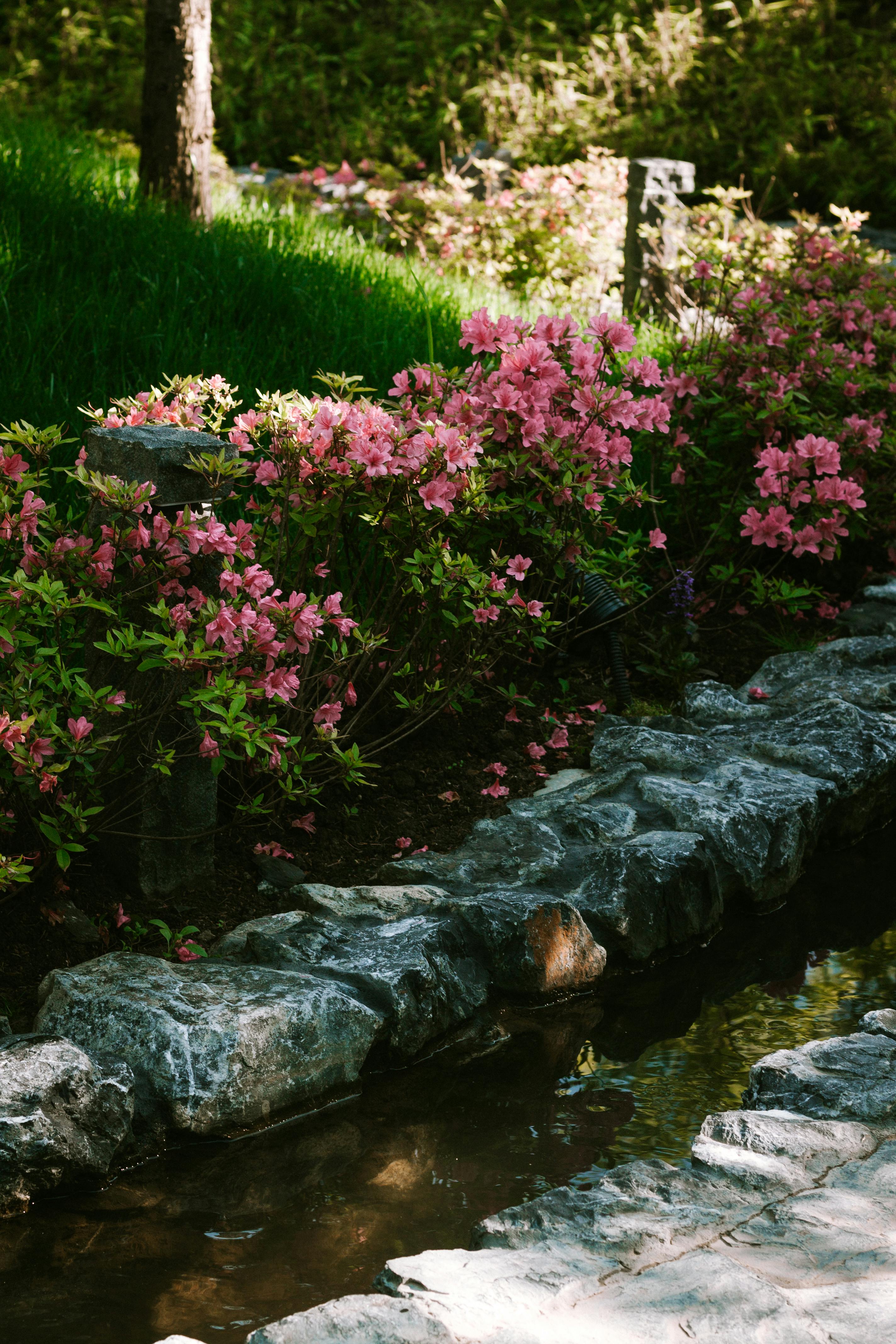 Flowers and Stream in Park · Free Stock Photo