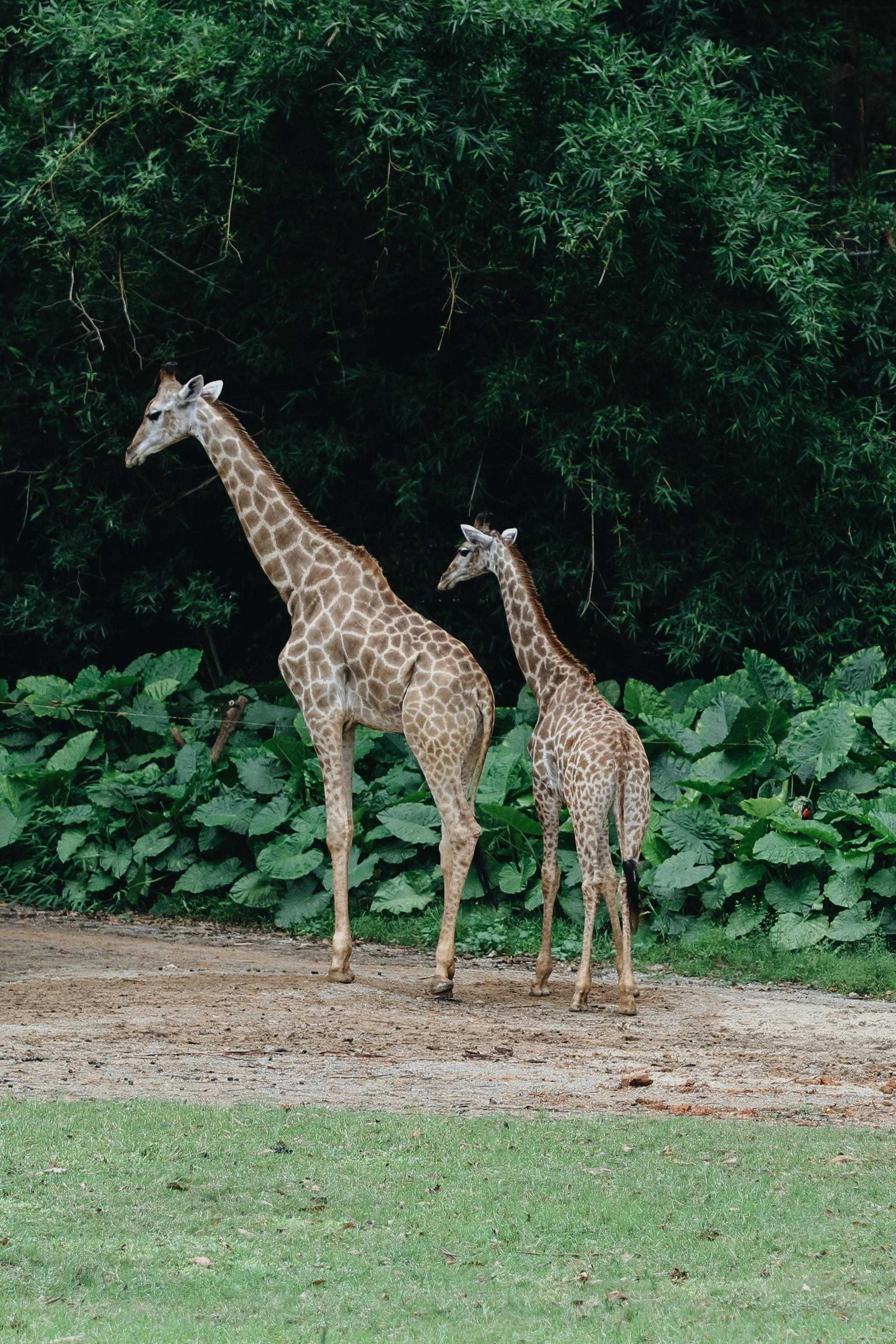 Two Giraffes on ZOO Paddock · Free Stock Photo