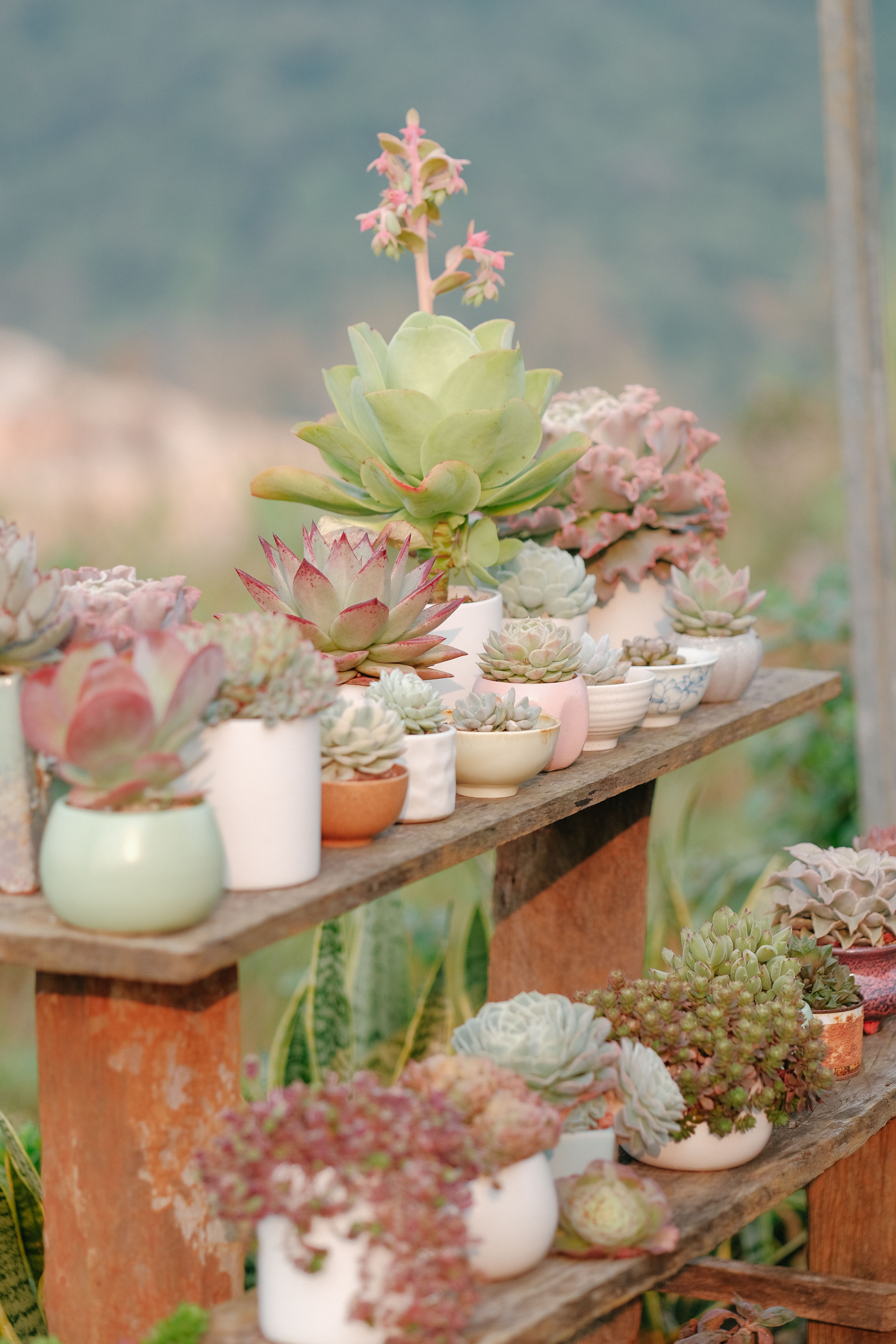 ไม้อวบน้ำ+(Succulent)+ยาว Photos, Download The BEST Free ไม้อวบน้ำ ...