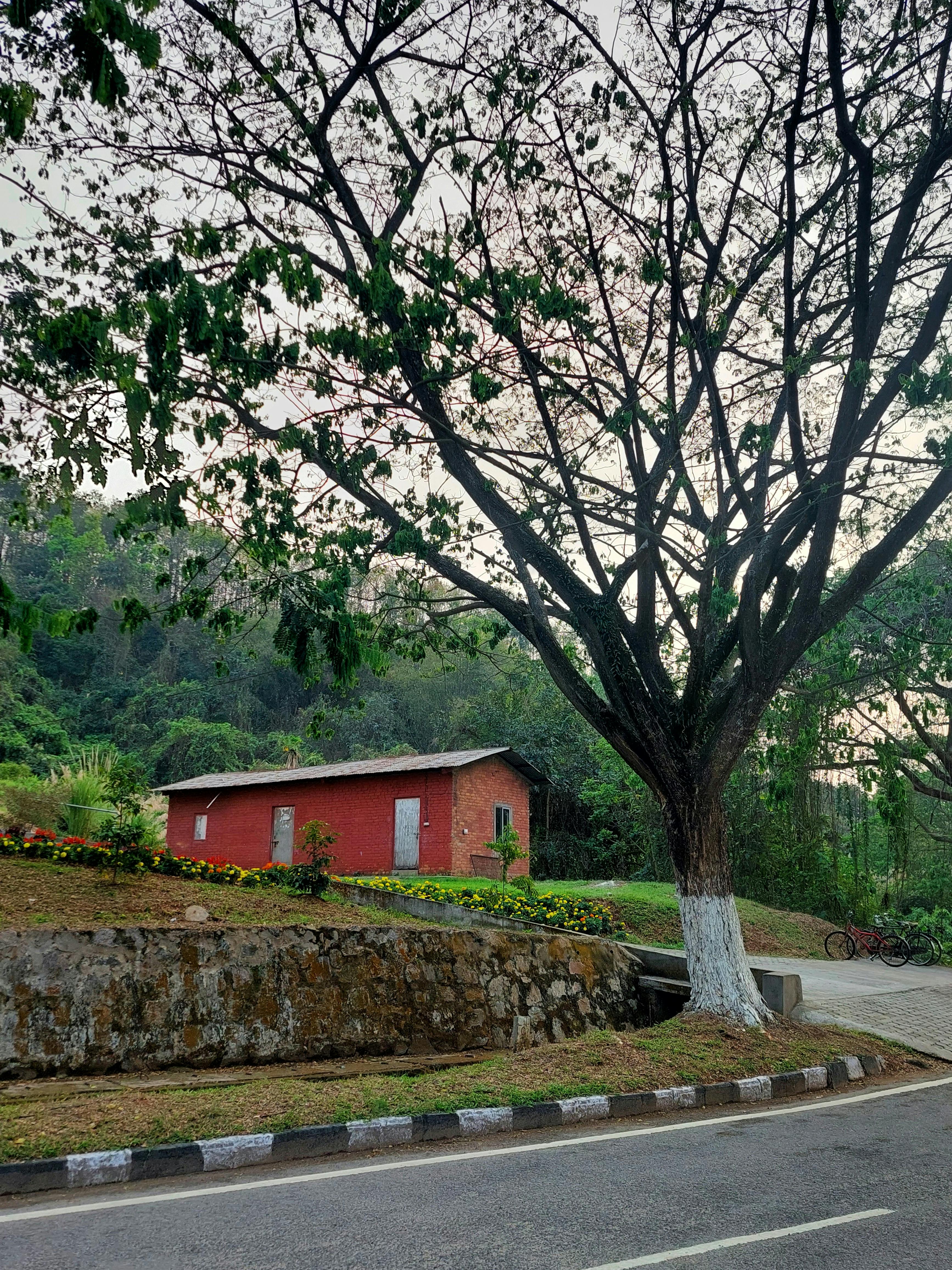 Residential House and a Tree · Free Stock Photo