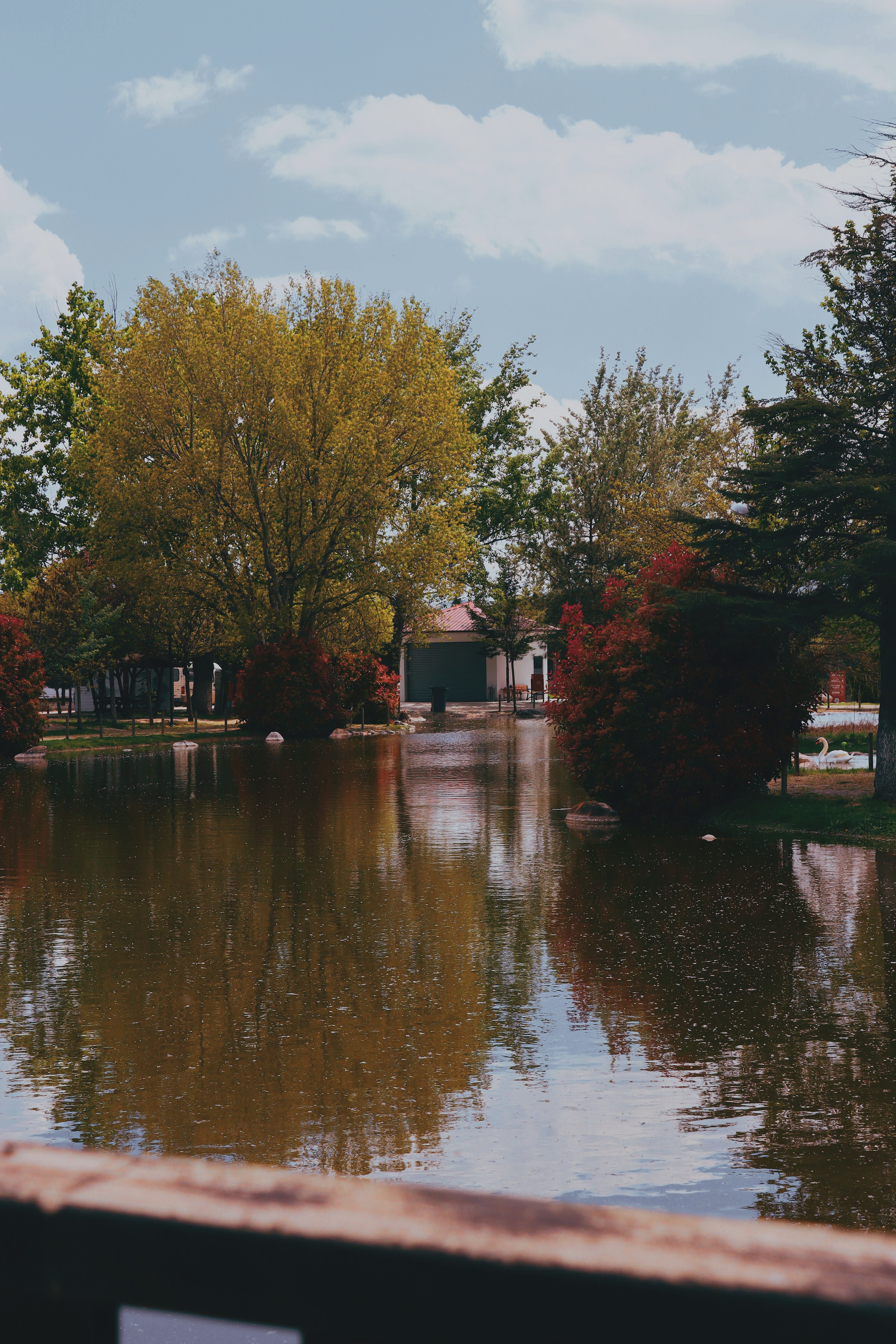 Pond and Trees in a Park · Free Stock Photo