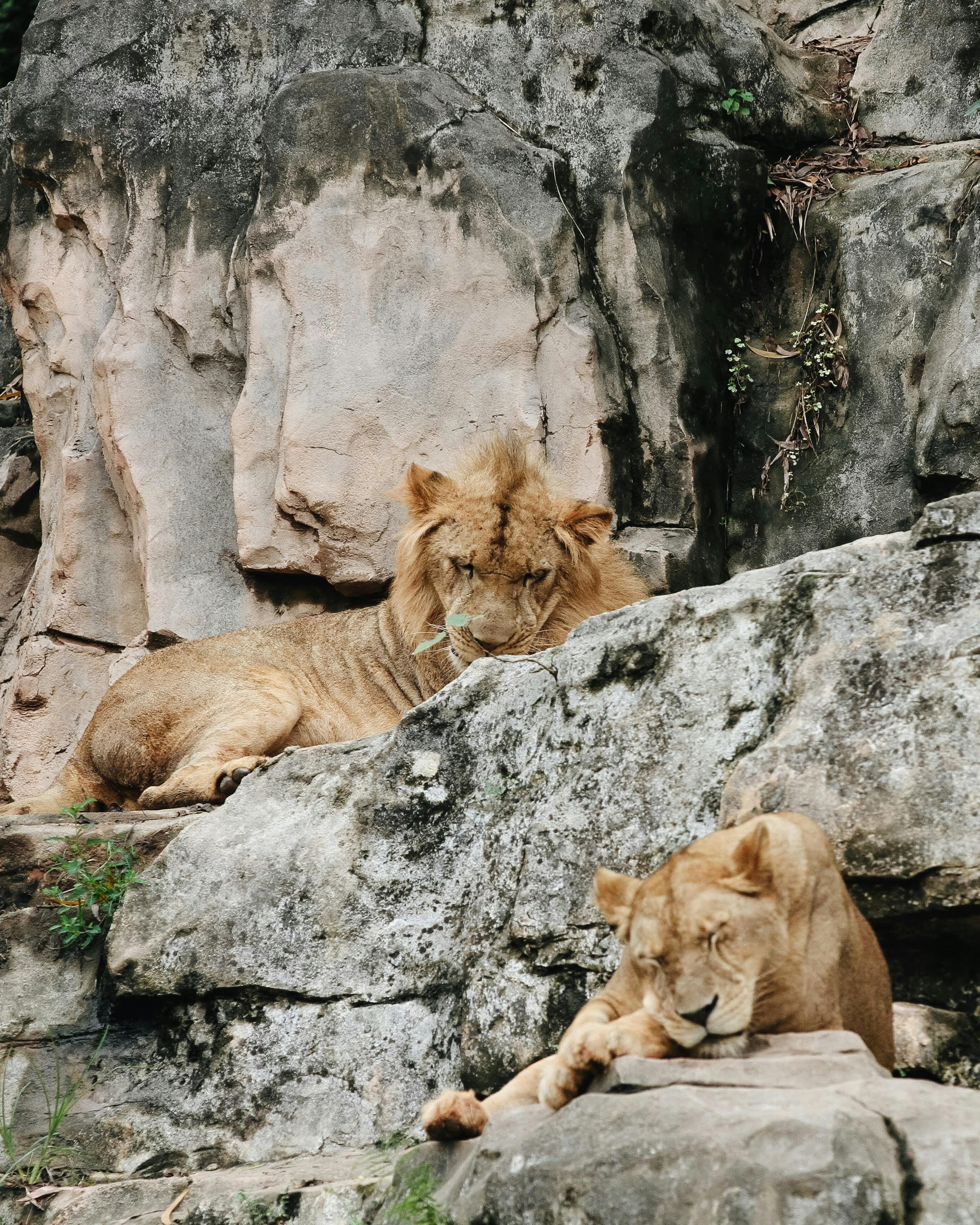 Lions Sleeping on Rocks in Zoo · Free Stock Photo