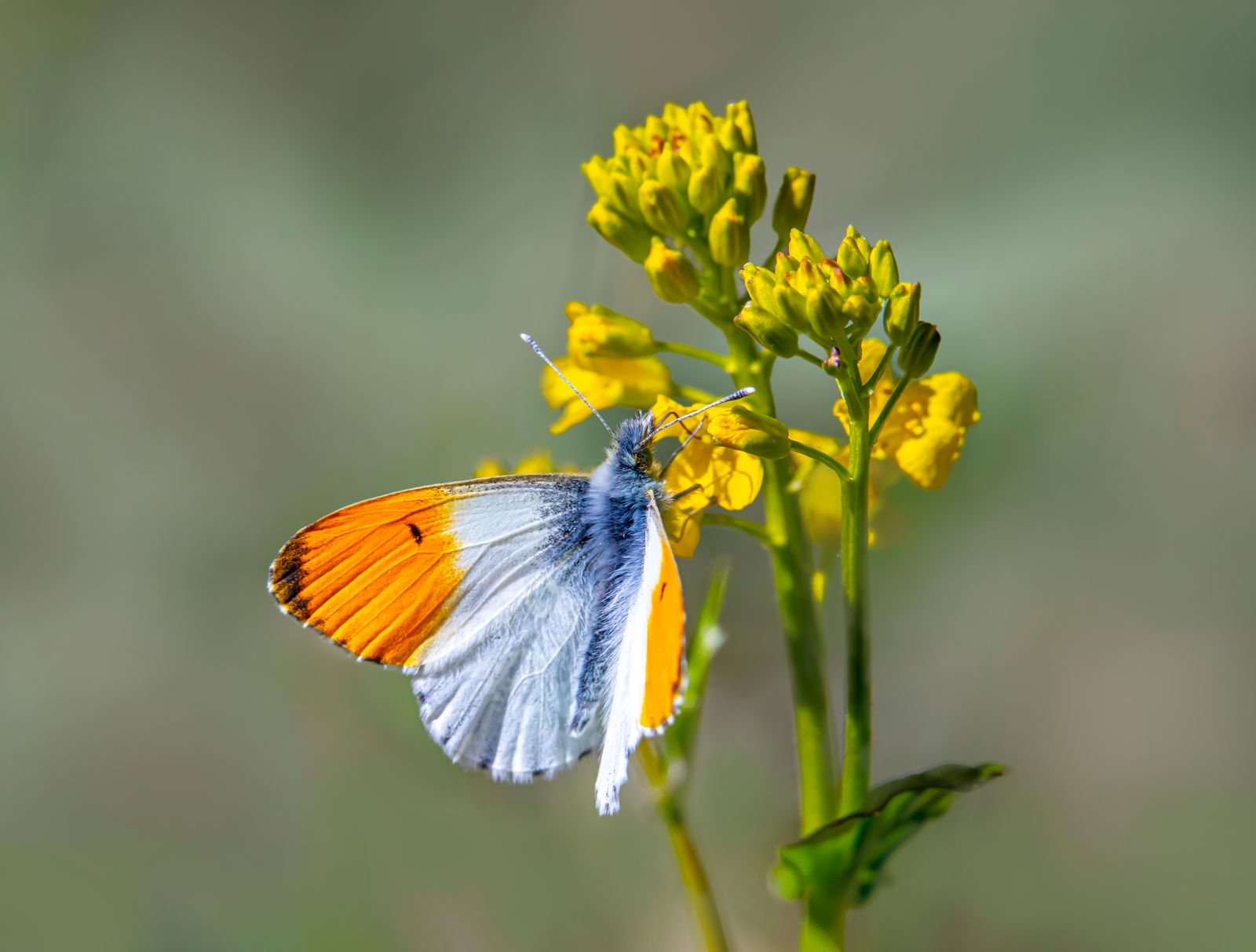 Butterfly Sister Wallpaper Photos, Download The BEST Free Butterfly ...