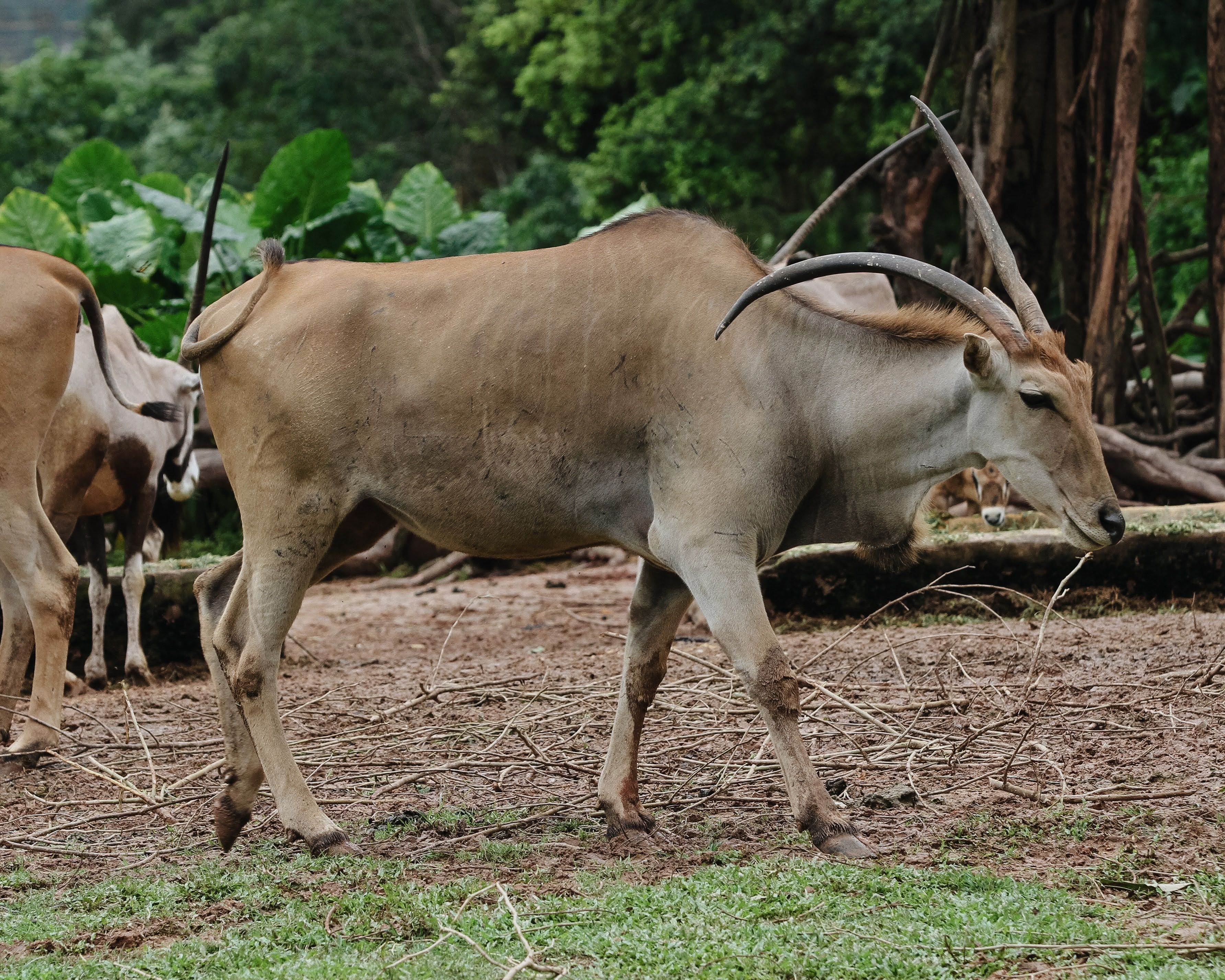 A Common Eland in a Field · Free Stock Photo
