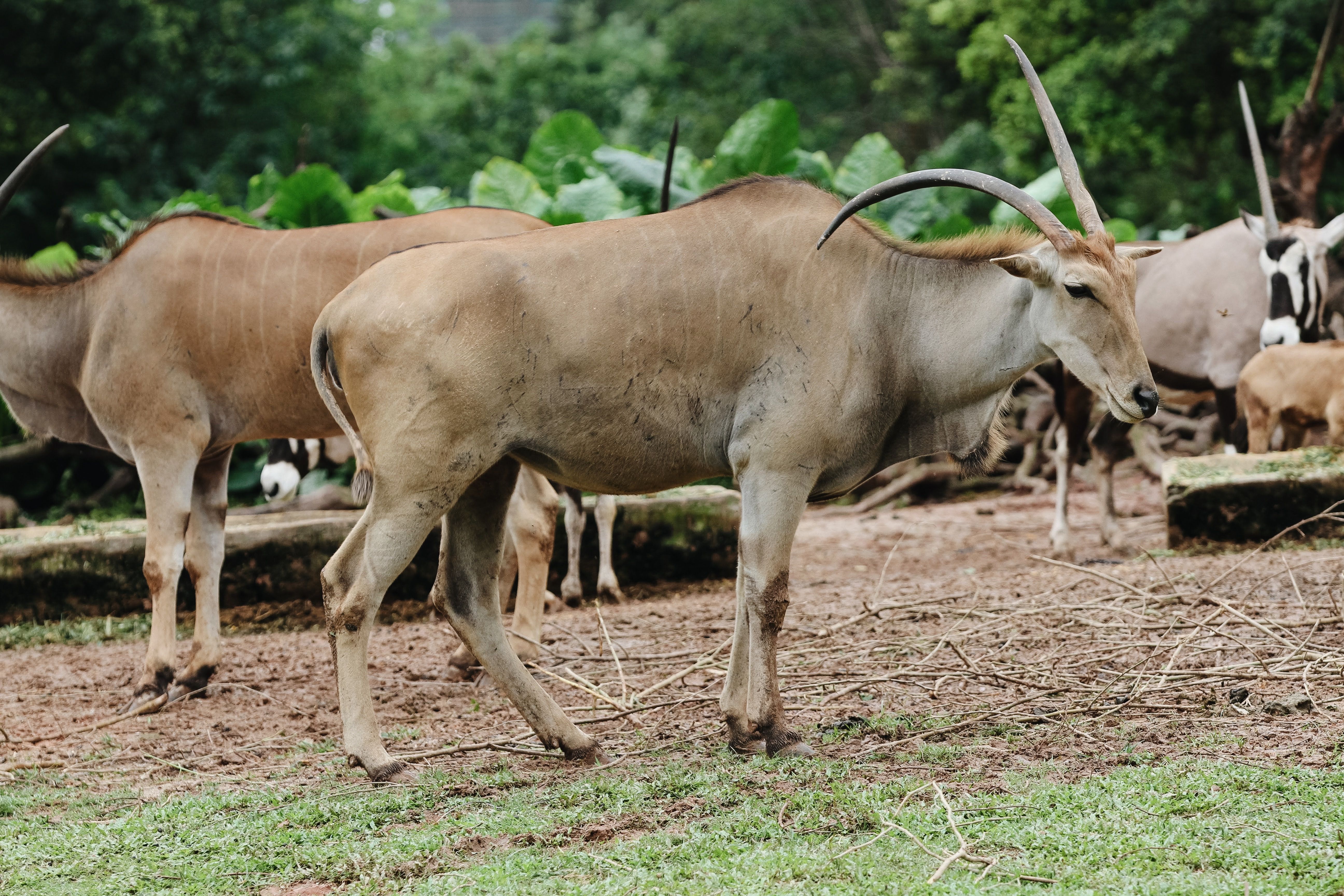 Common Elands in a Field · Free Stock Photo