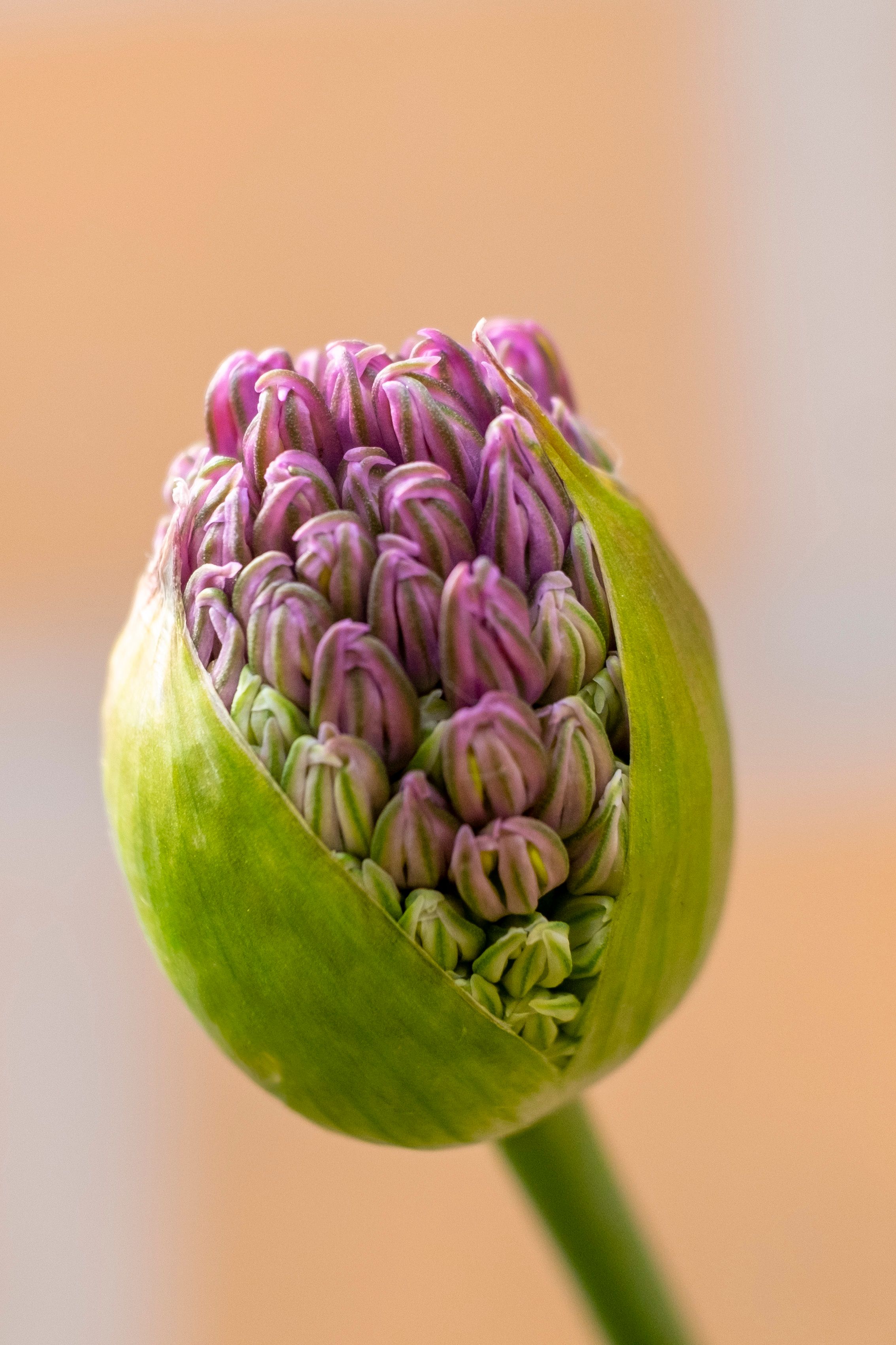 Foto profissional gratuita de allium, allium giganteum, anatomia flor ...