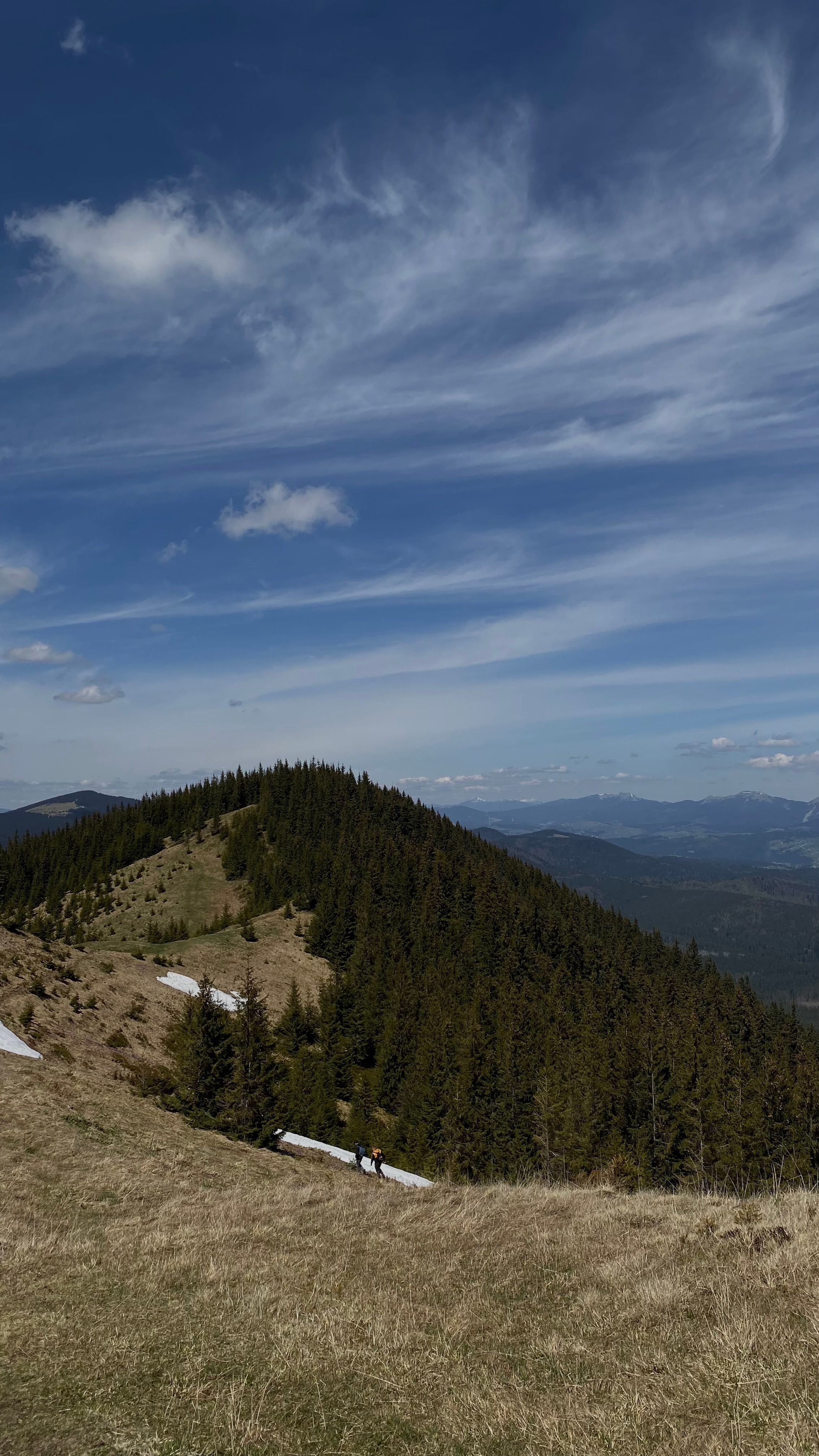 Vertical Panorama of a Scenic Mountain Forest Landscape · Free Stock Photo