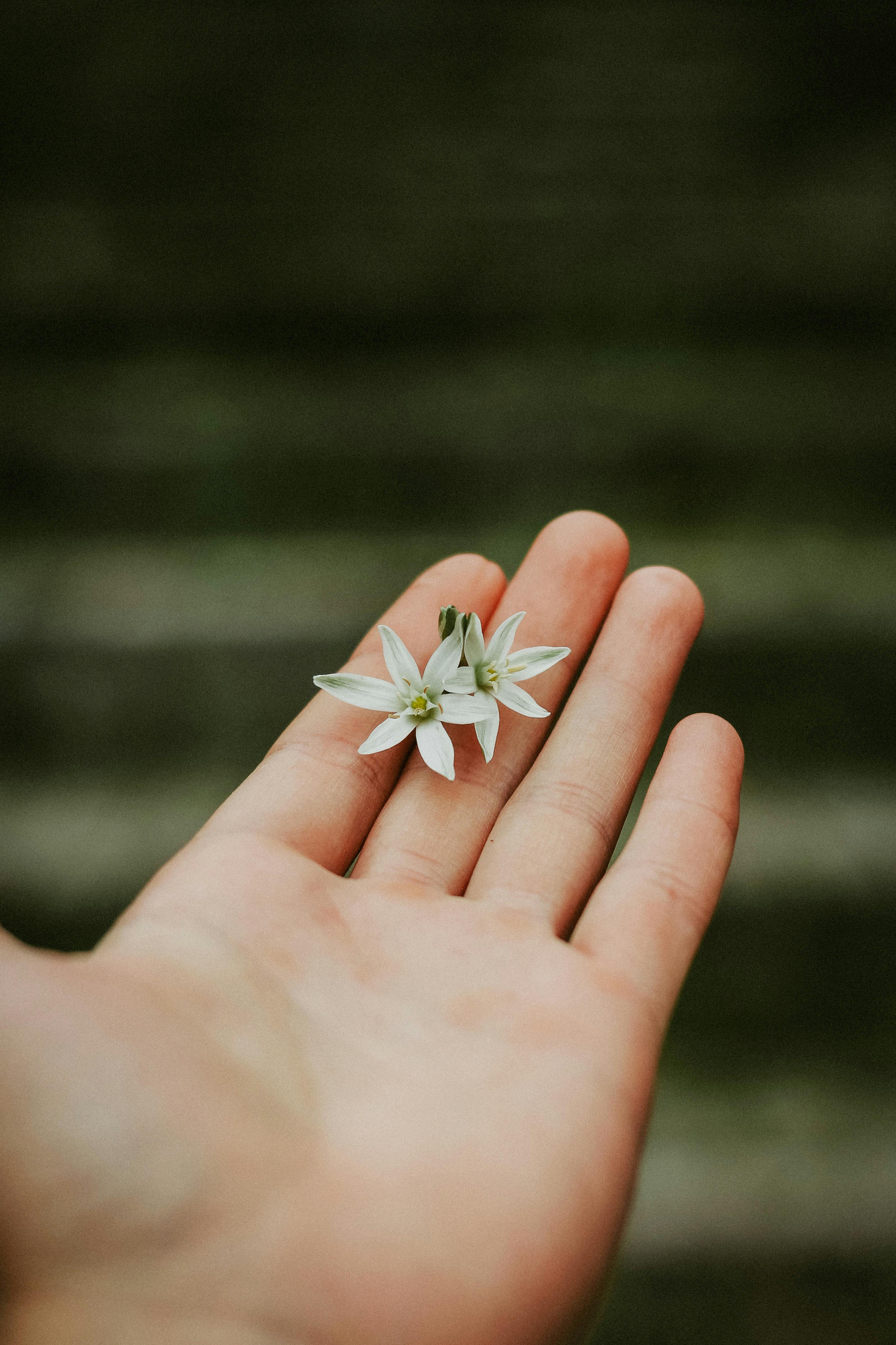 Photo of Person's Hand Holding a Tiny Flower · Free Stock Photo