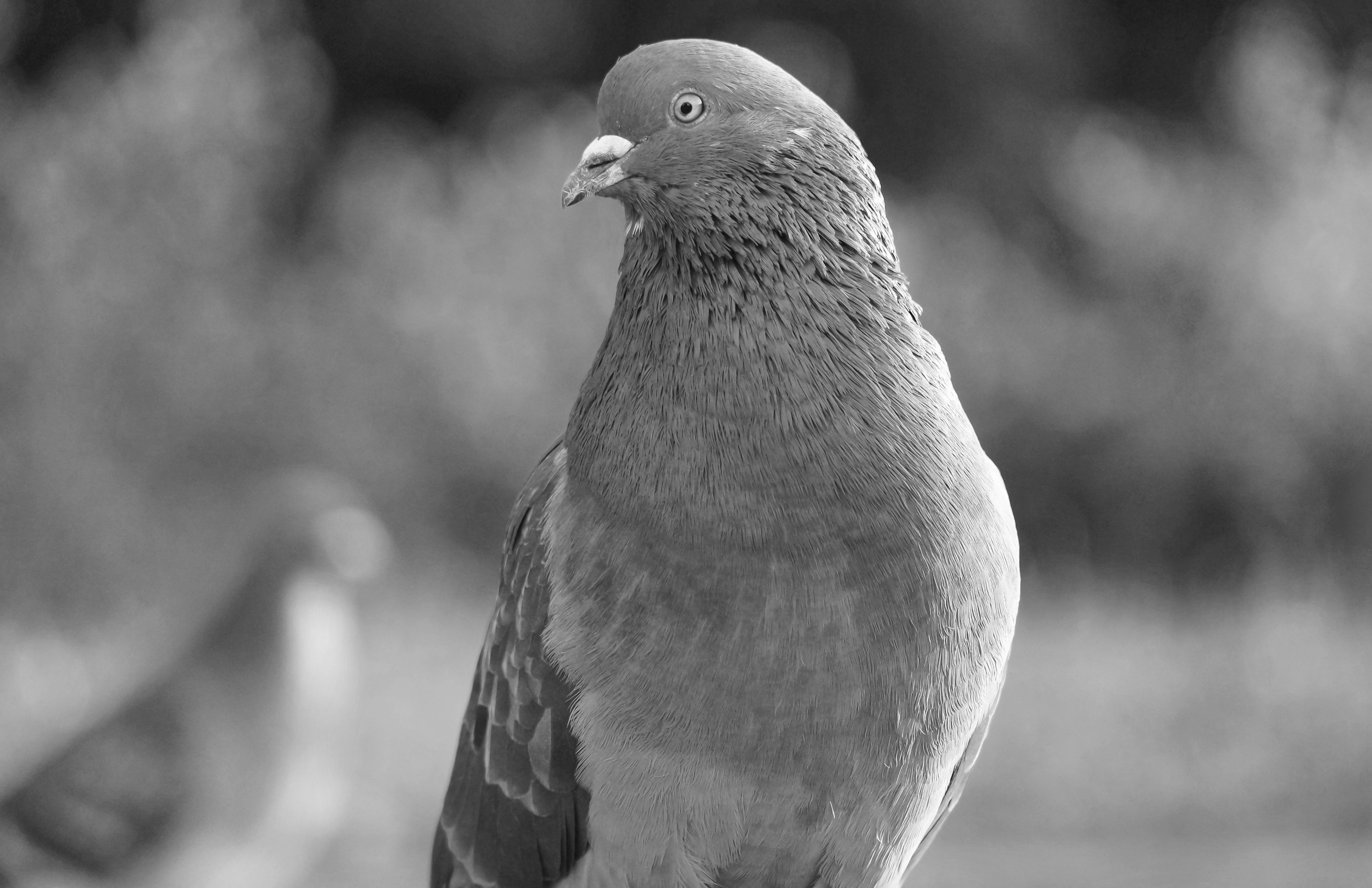 White Dove on Brown Surface Under Blue Sky · Free Stock Photo