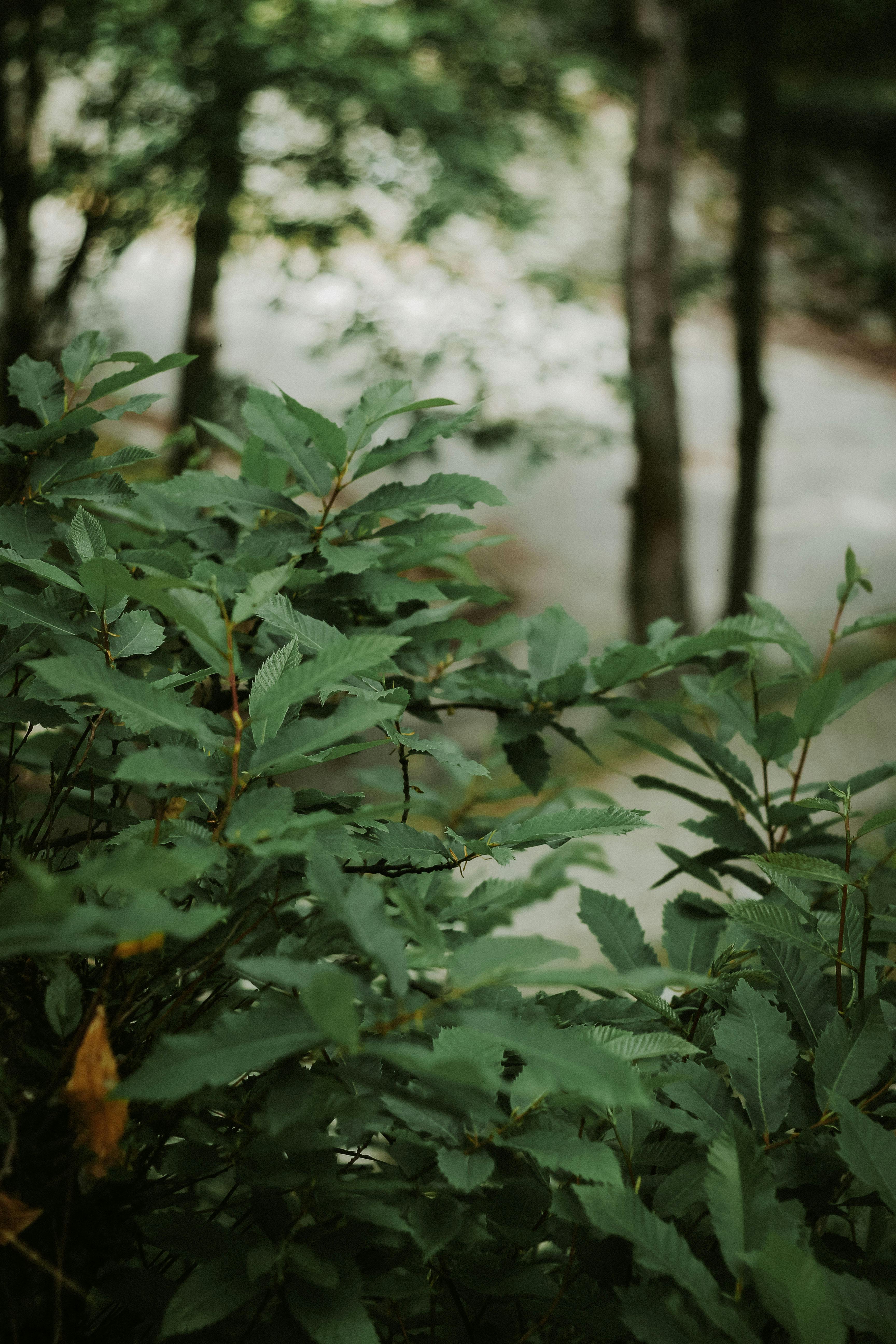 Close-up of Foliage Shrub · Free Stock Photo