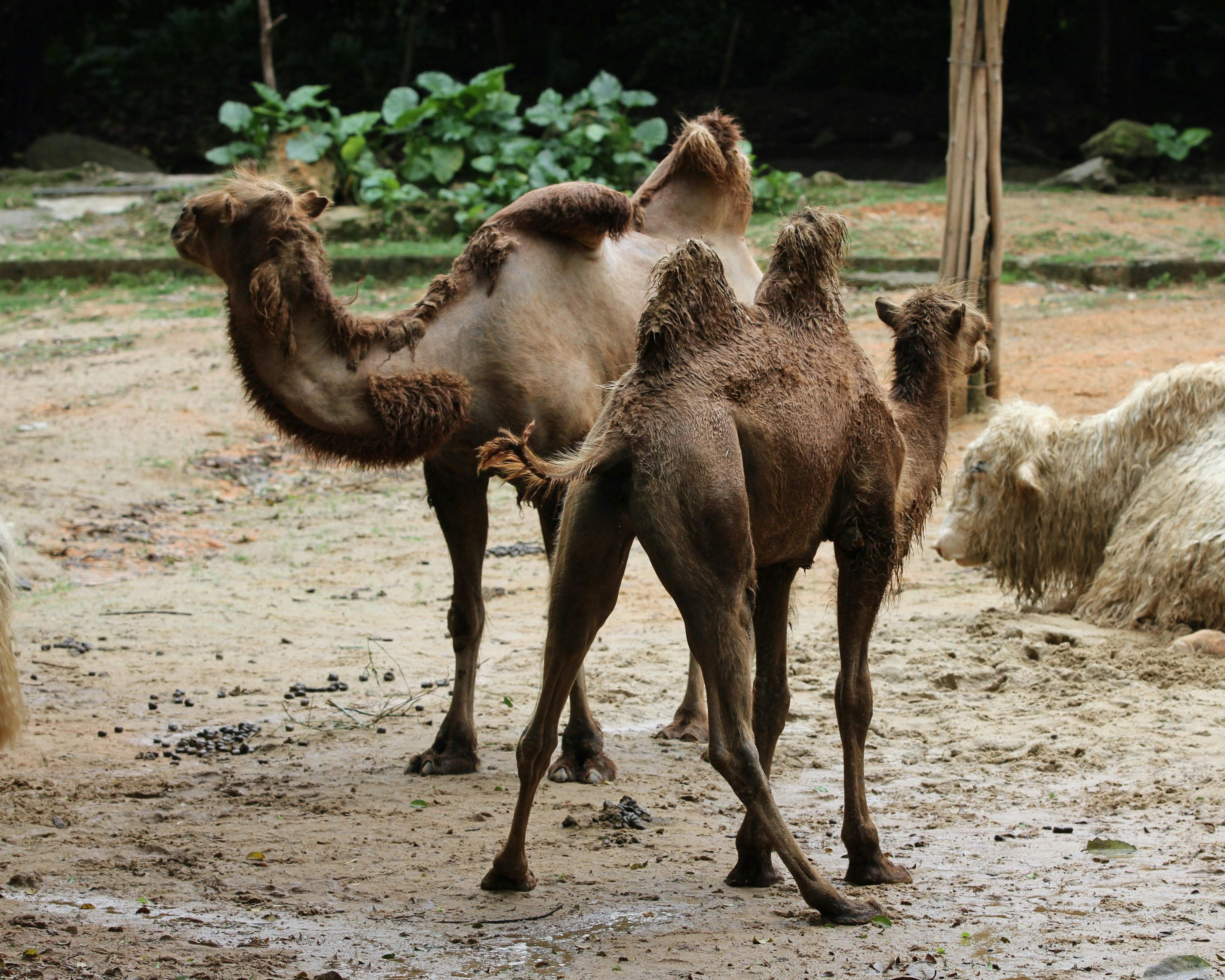 Two Camels in a Zoo · Free Stock Photo