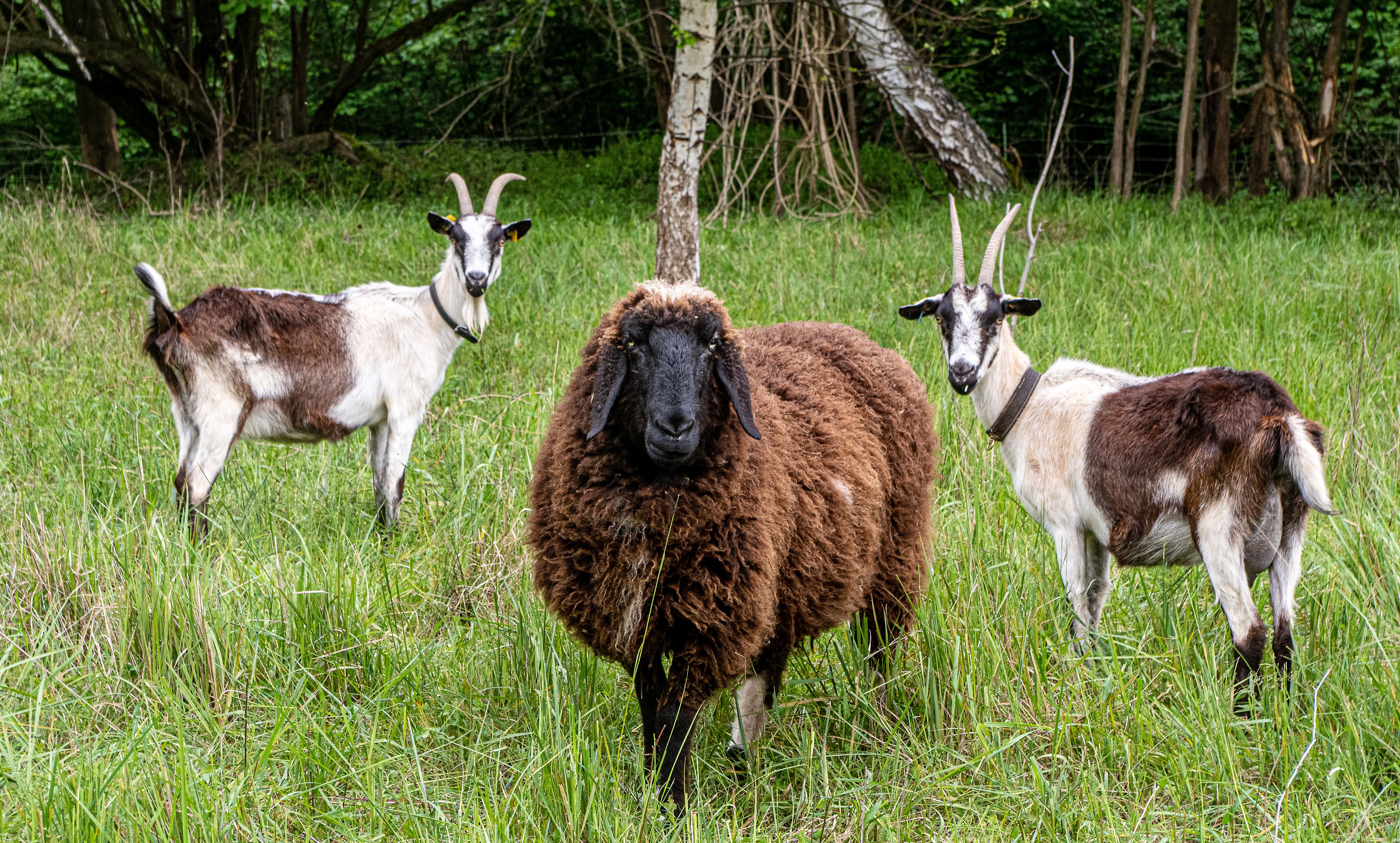 Two Goats and a Sheep on a Meadow · Free Stock Photo