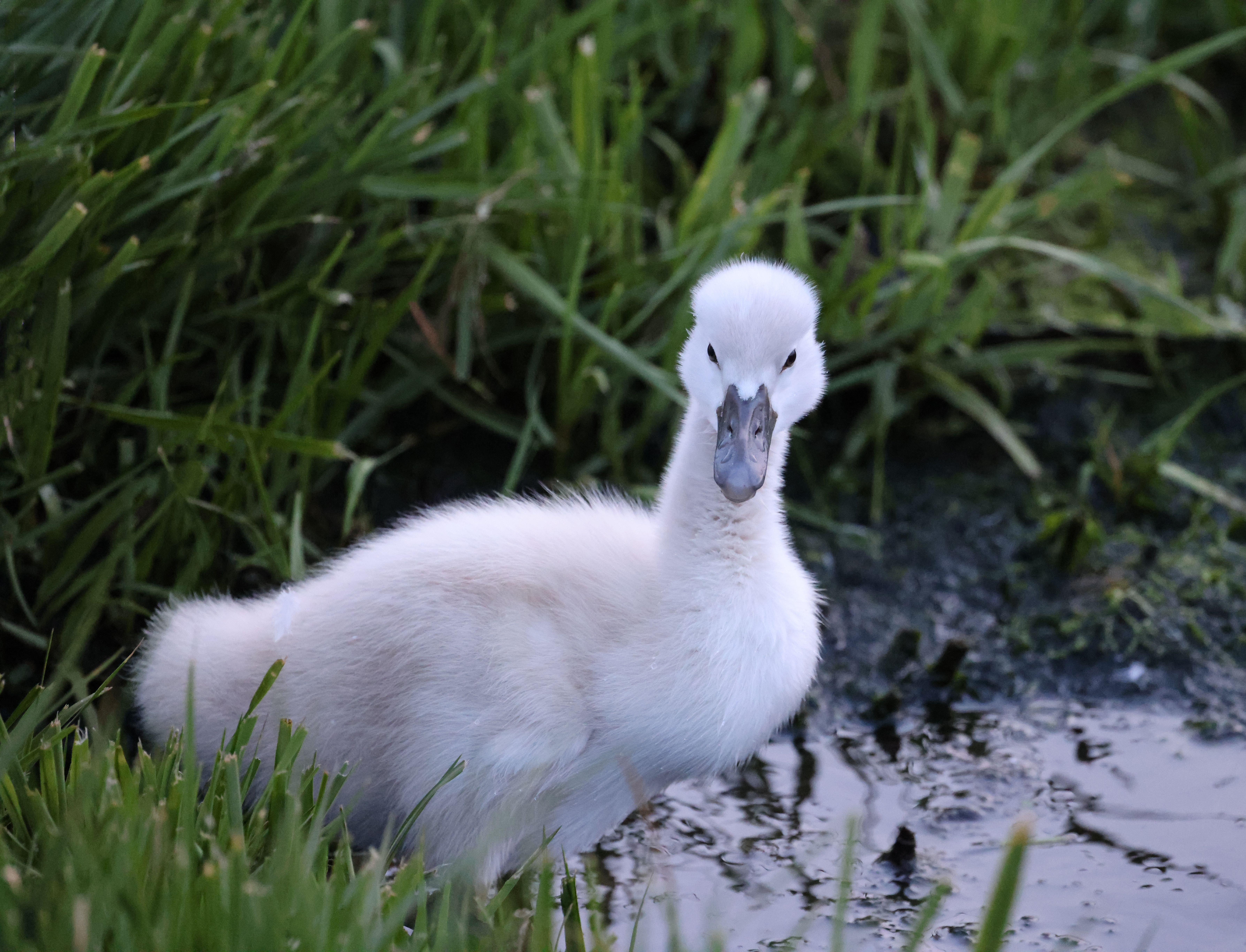 Close-up of a Baby Swan Standing on a Shore among Grass · Free Stock Photo
