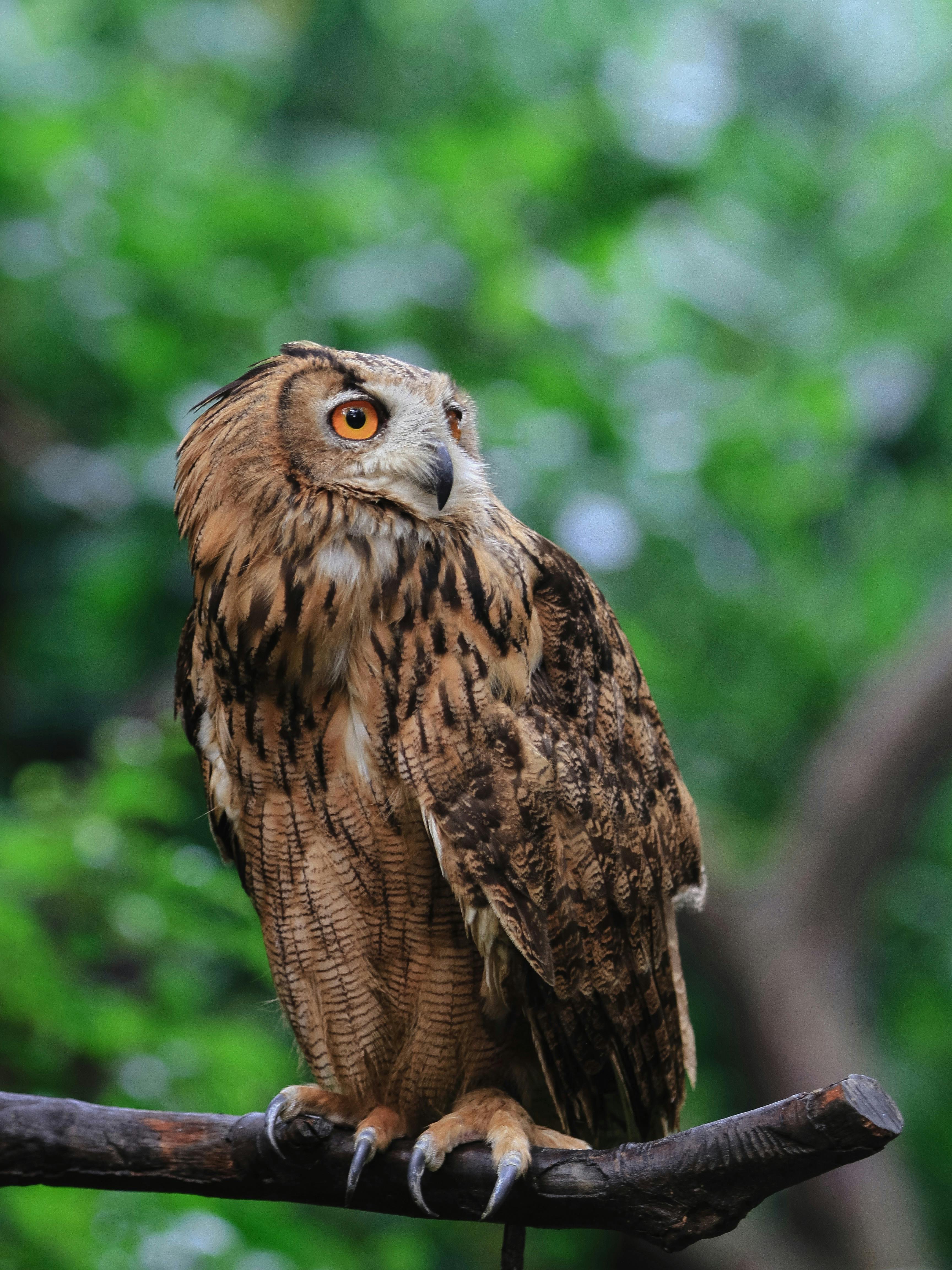 An Owl Perching on a Branch · Free Stock Photo