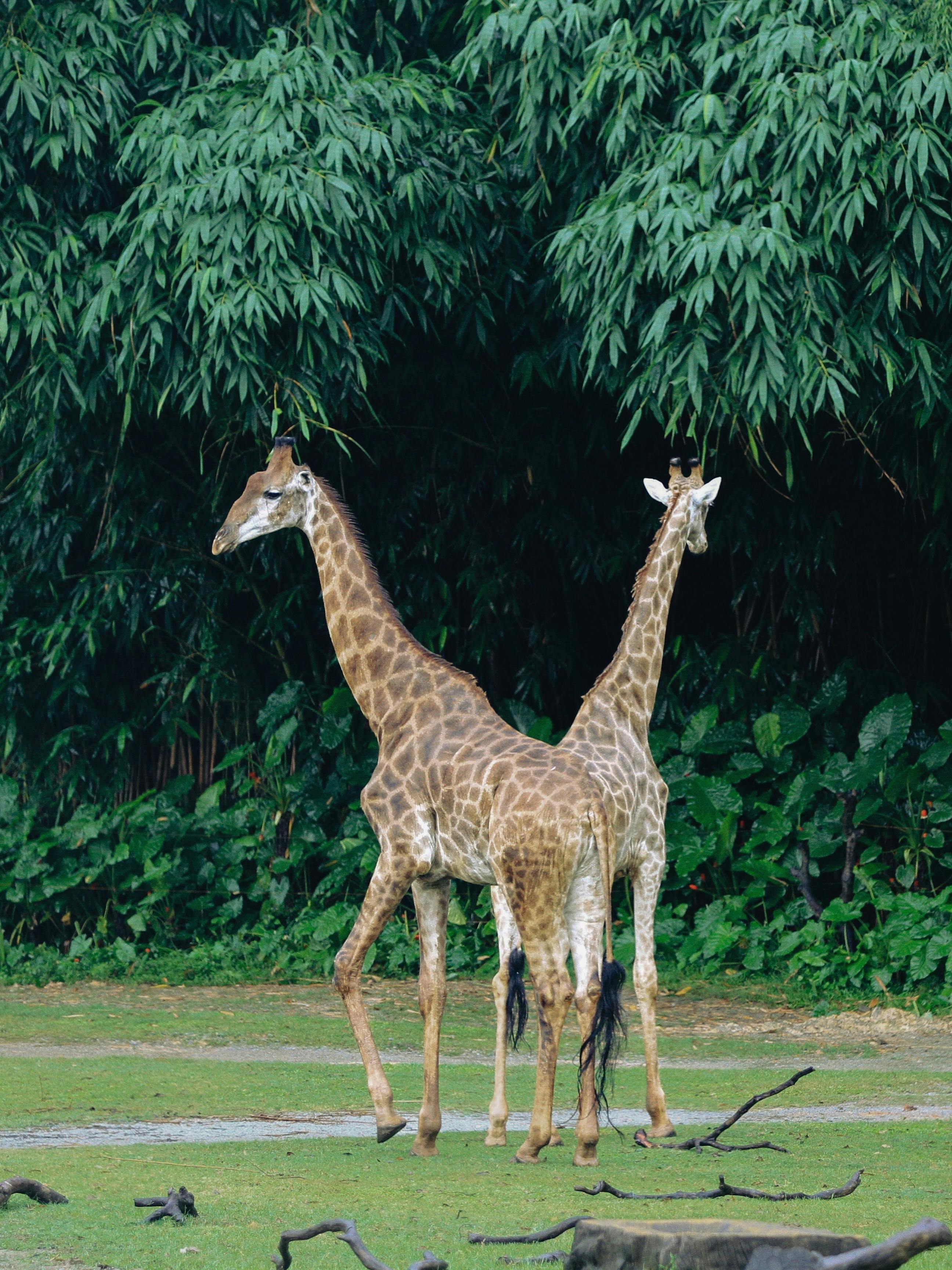 Giraff Photos, Download The BEST Free Giraff Stock Photos & HD Images