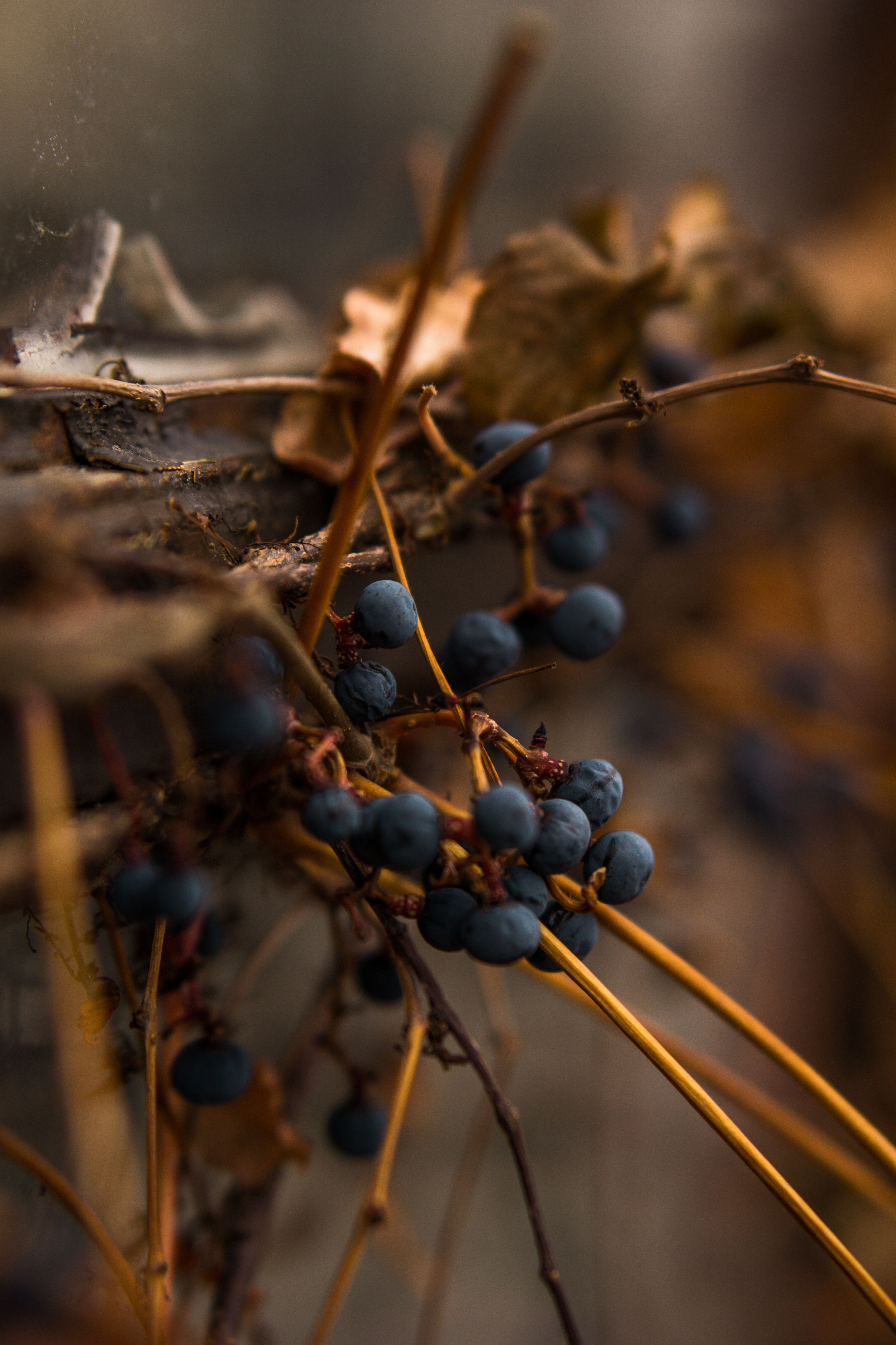 White Round Fruit · Free Stock Photo