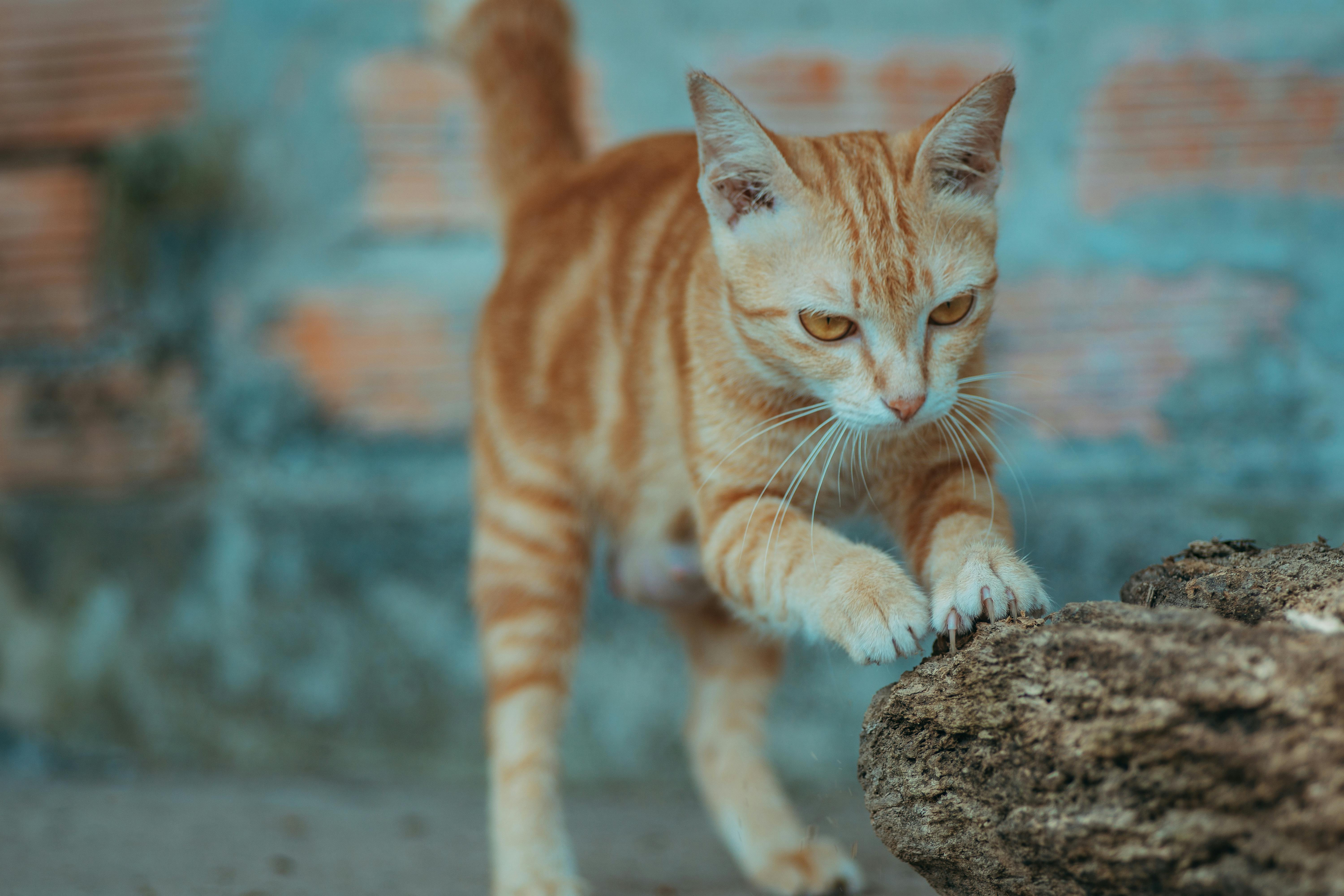 Cat Scratching Photos, Download The BEST Free Cat Scratching Stock ...