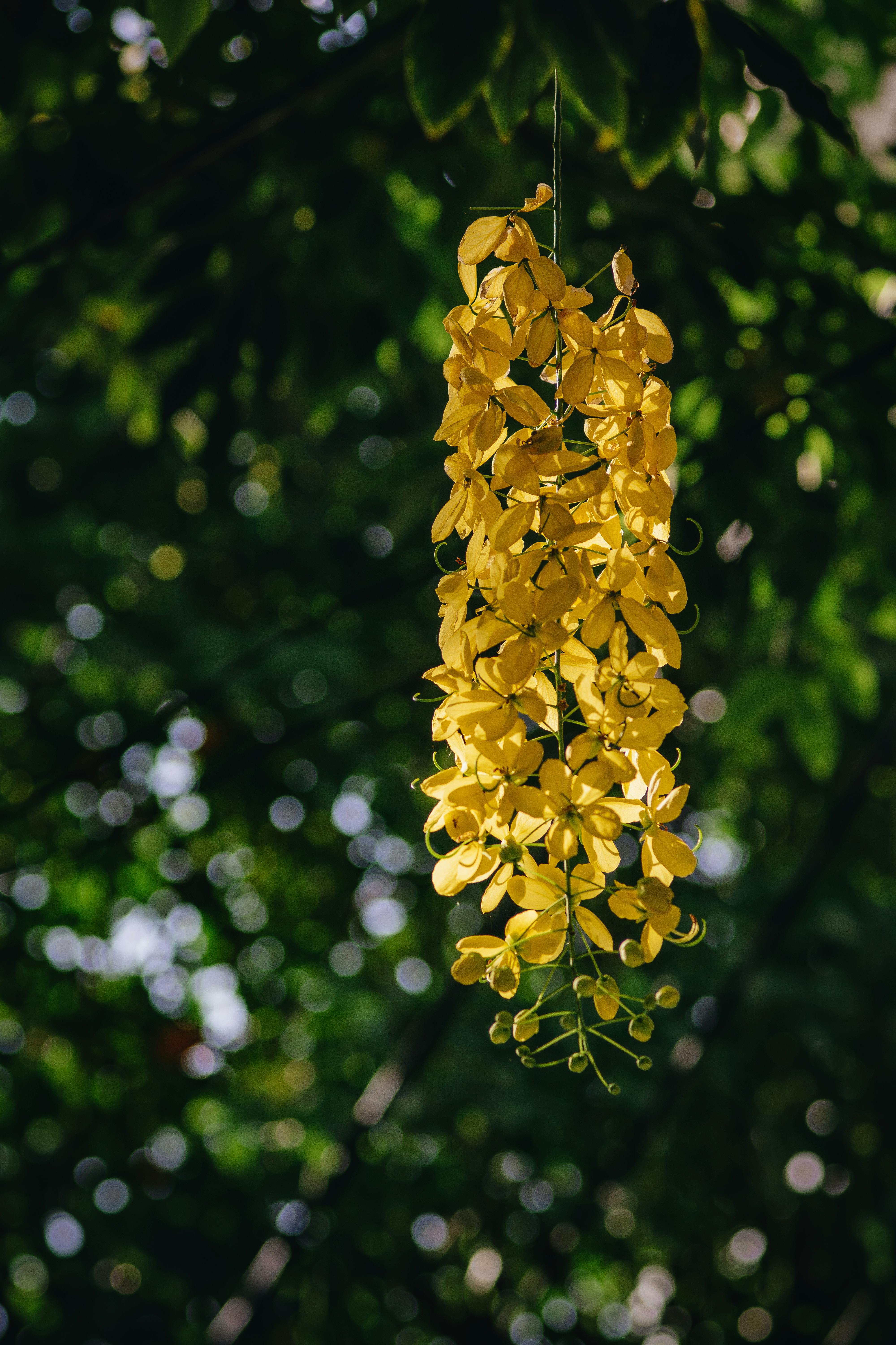 Close-up of a Tree with Yellow Flowers · Free Stock Photo