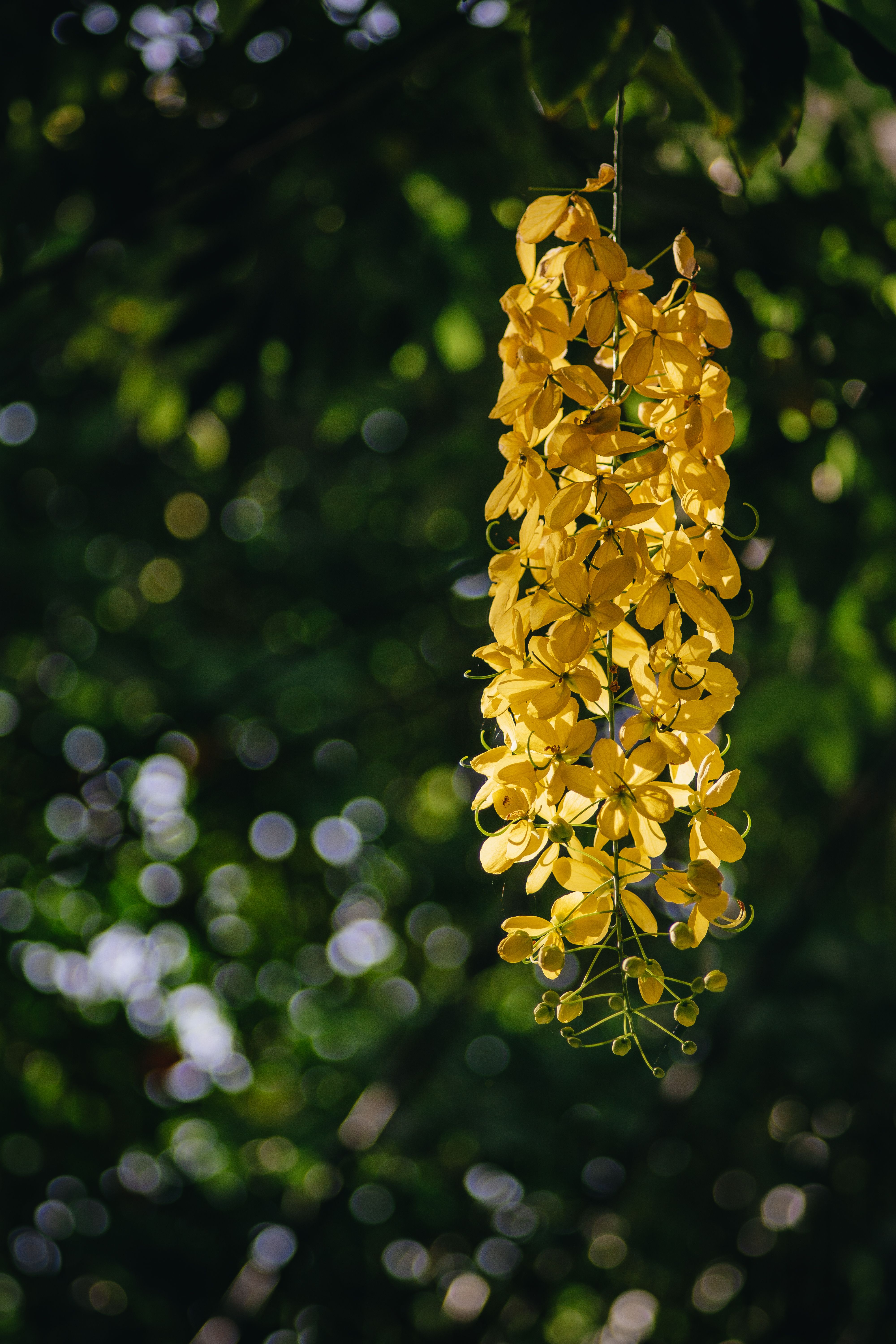 Spring Showers Photos, Download The BEST Free Spring Showers Stock ...