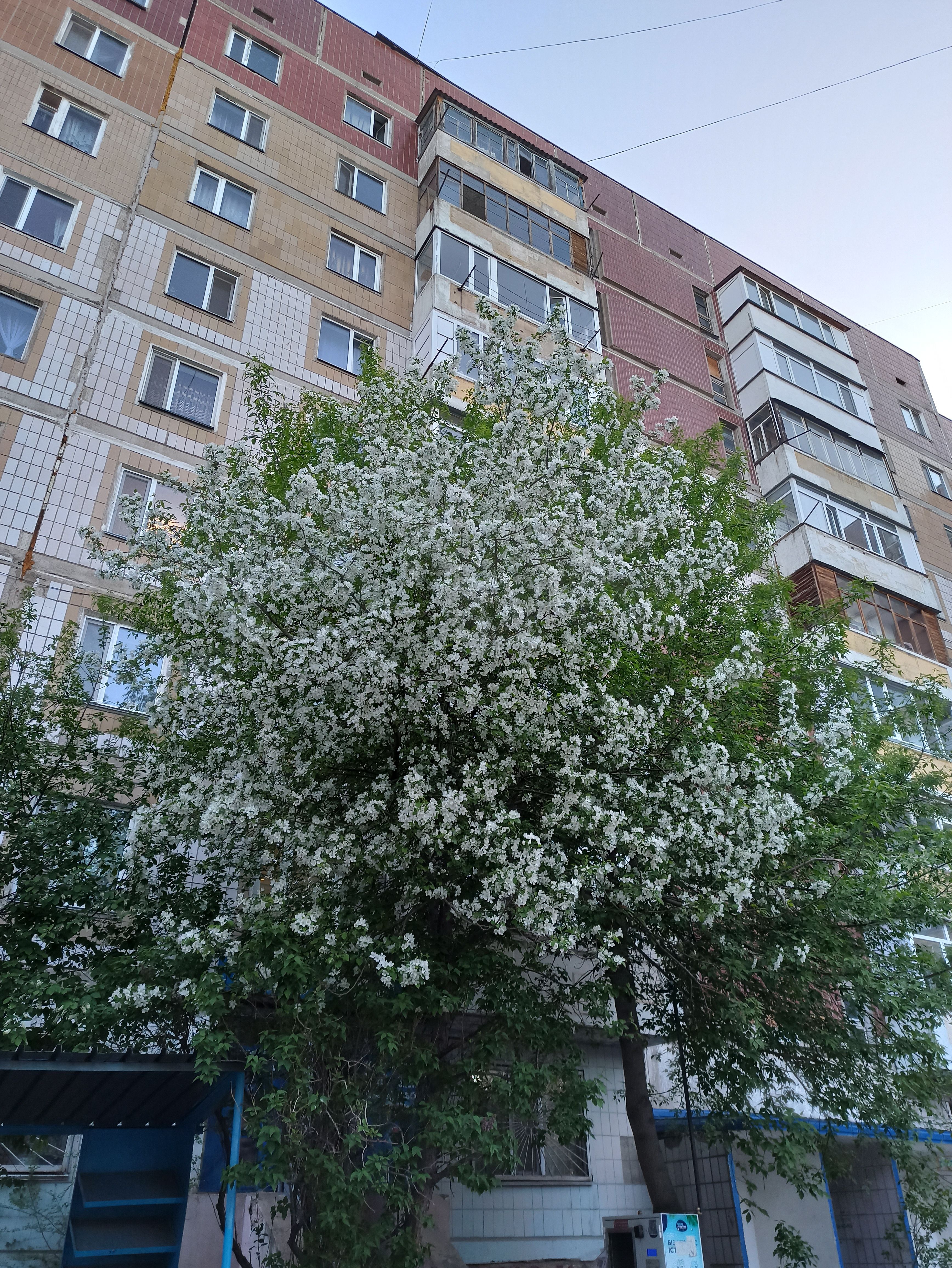 Blooming Tree by Block of Flats · Free Stock Photo