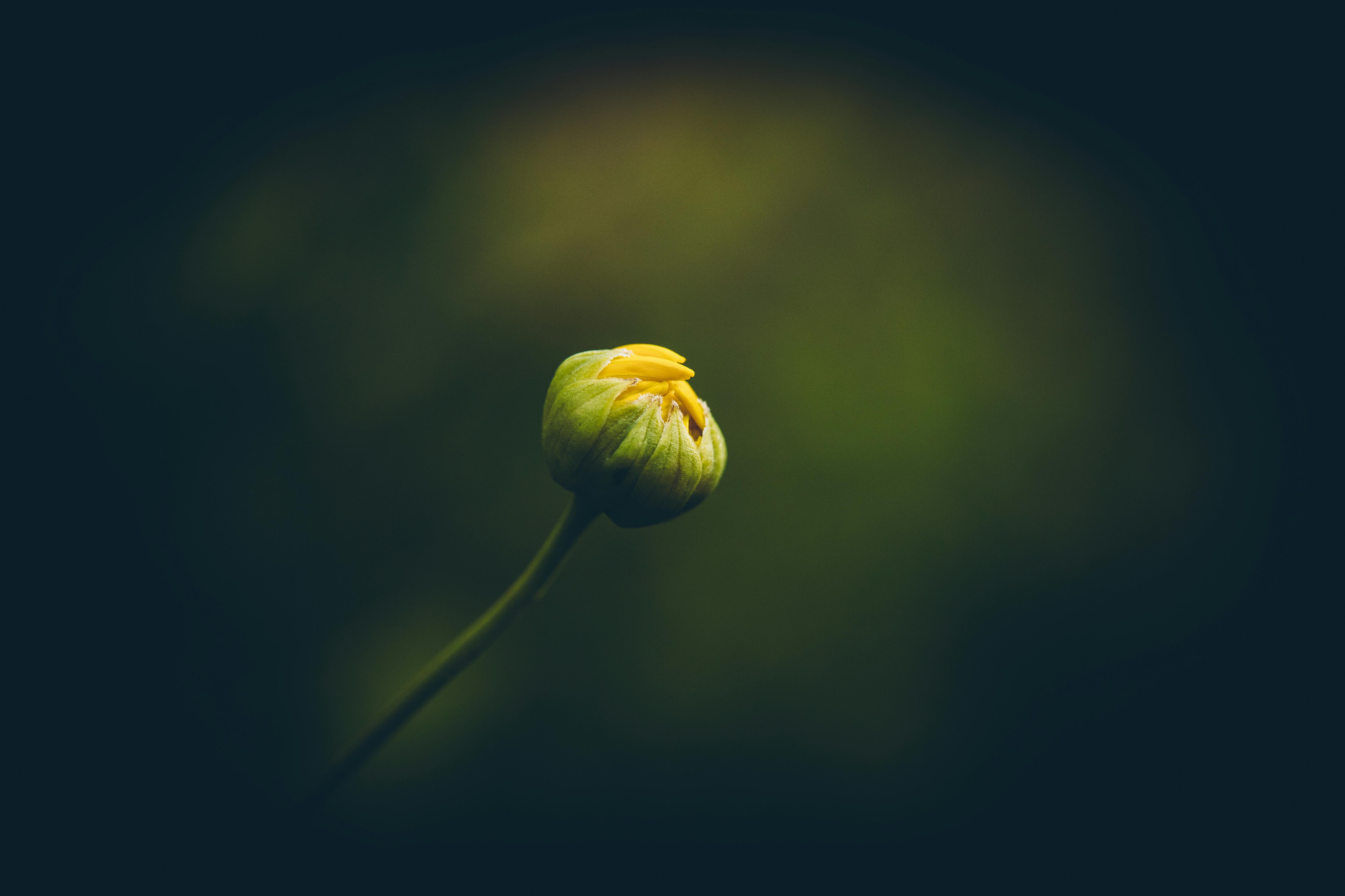 Close-up of a Yellow Flower Bud · Free Stock Photo