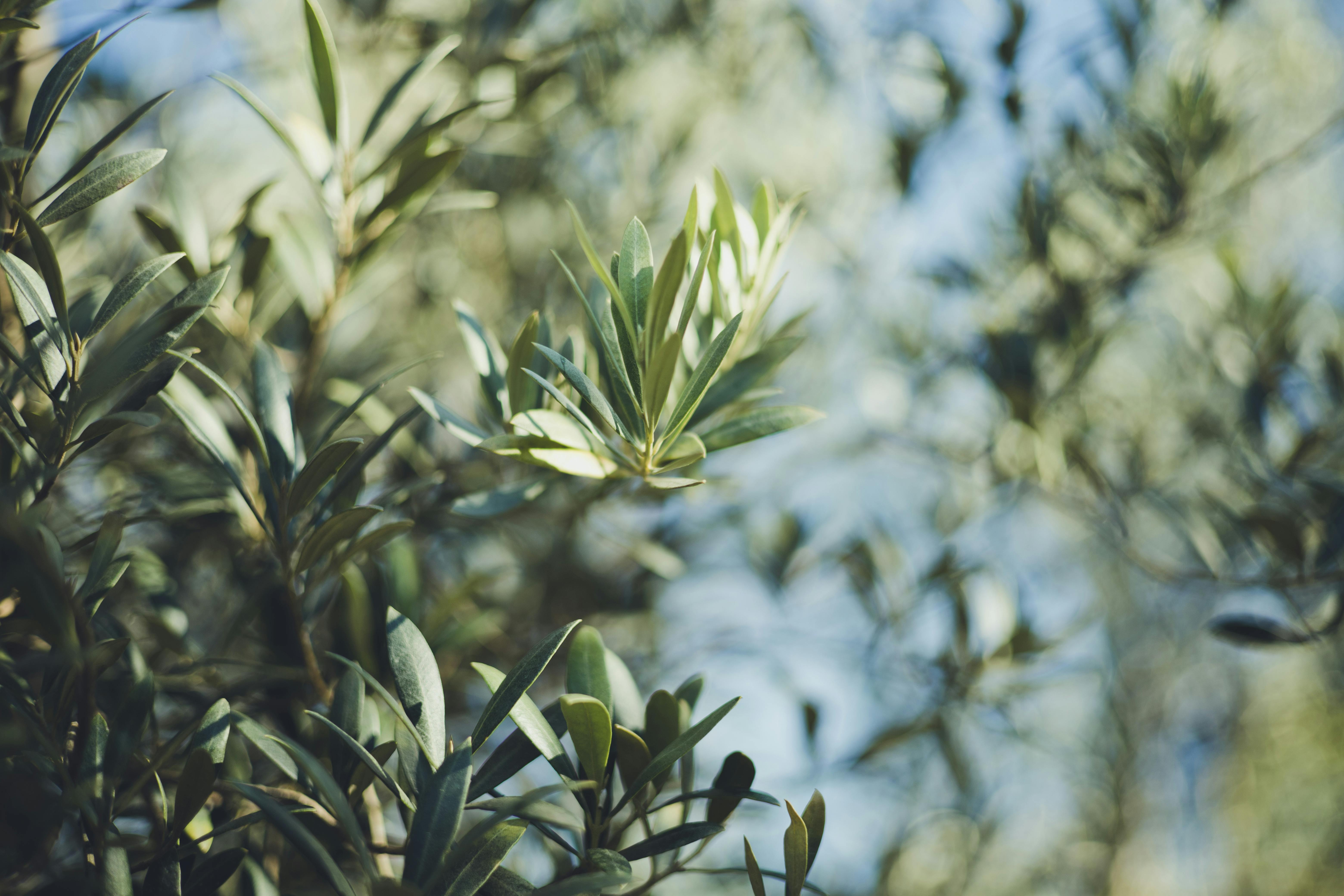 Green Olive Tree · Free Stock Photo