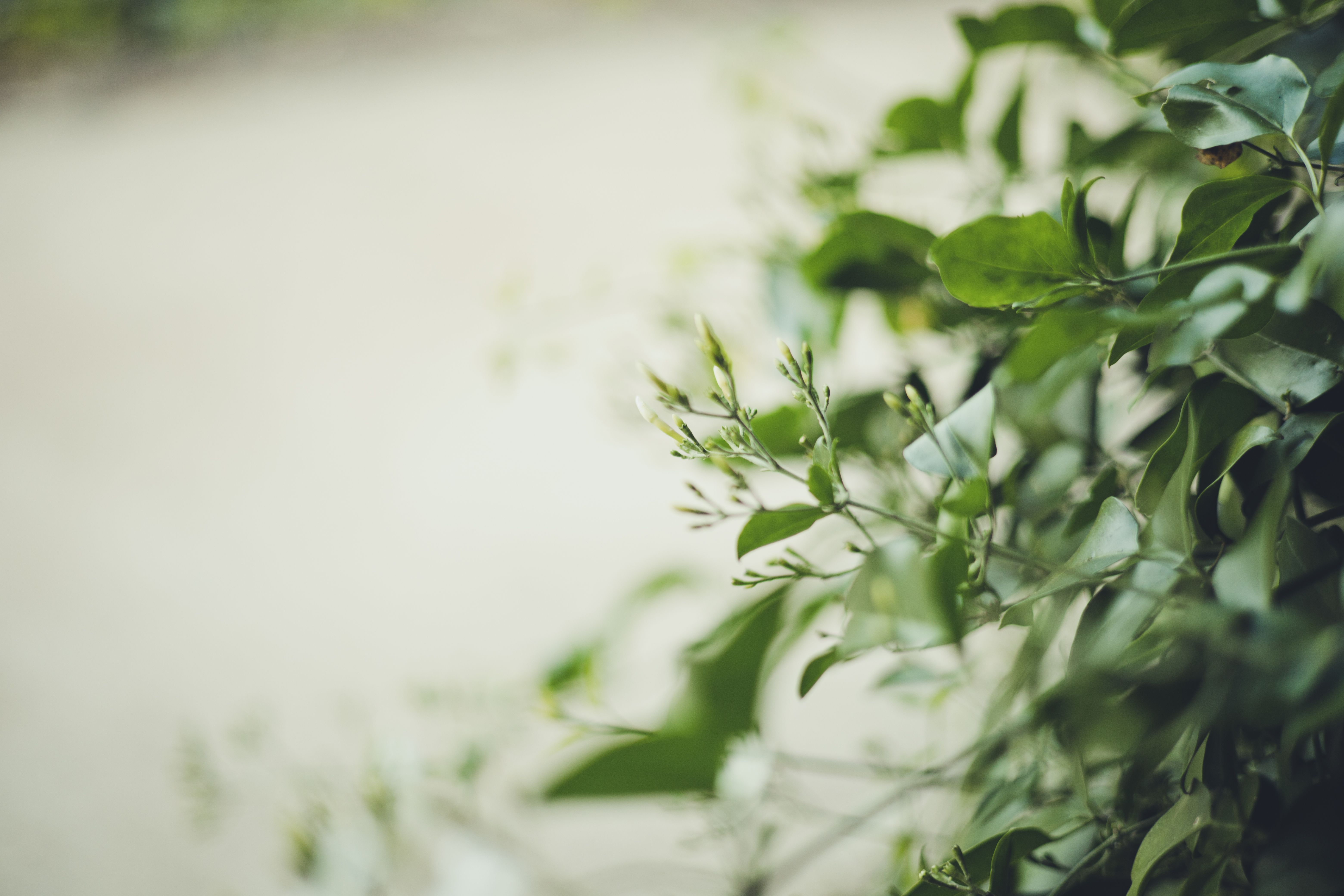 Red Withering Rose at Daytime · Free Stock Photo
