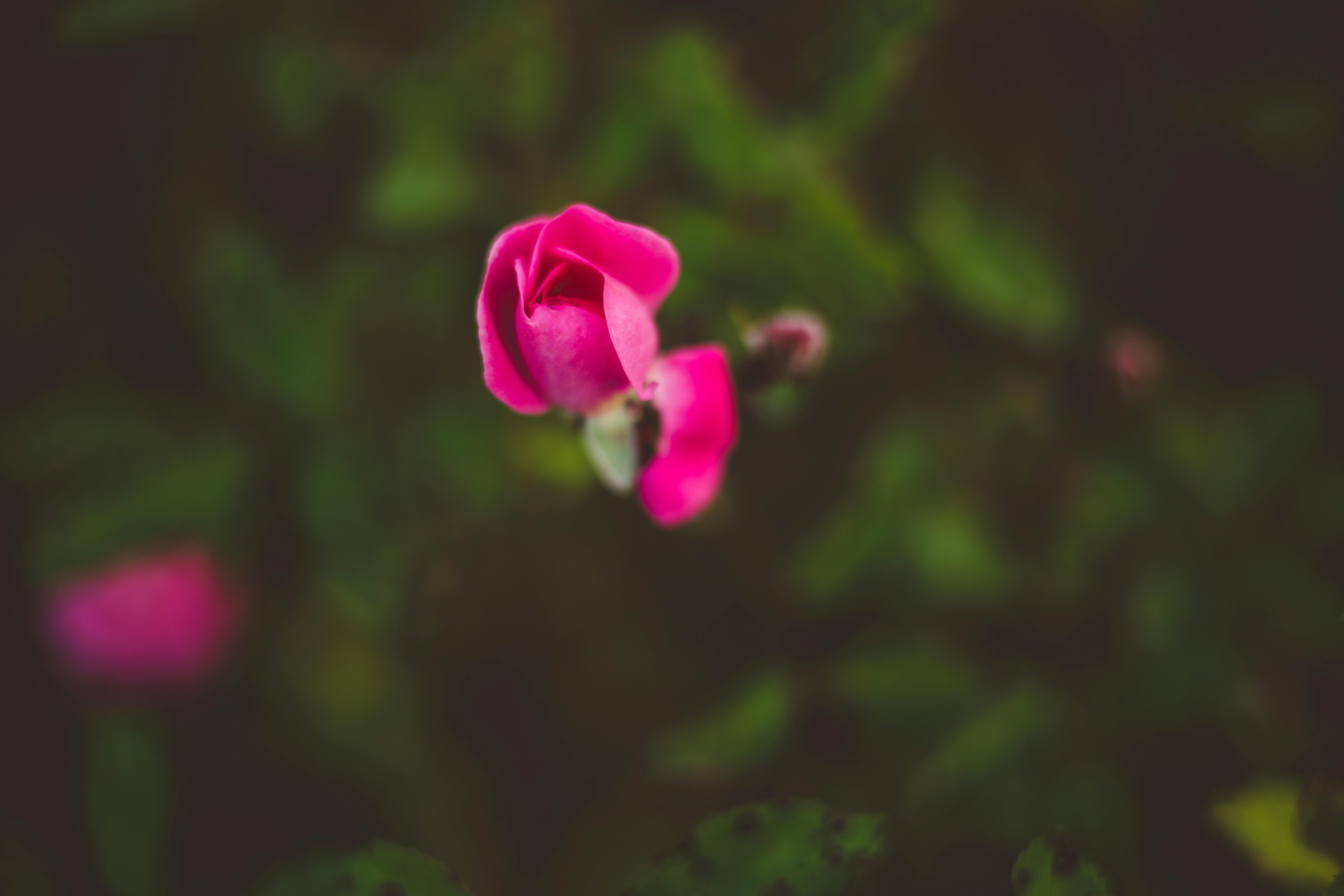 Sweet Pea Photos, Download The BEST Free Sweet Pea Stock Photos & HD Images