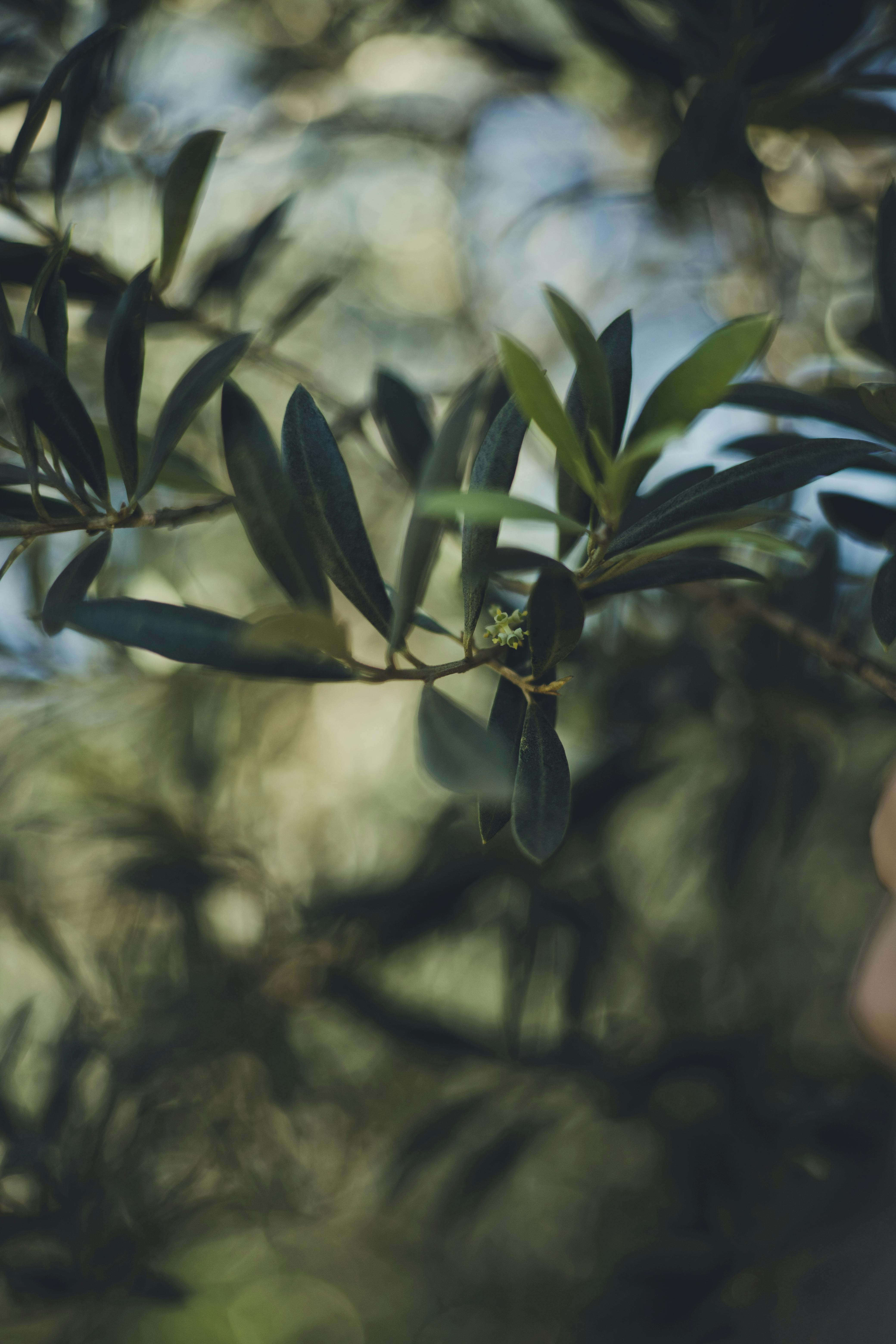 Photo of Three Black Olives on Olive Tree · Free Stock Photo
