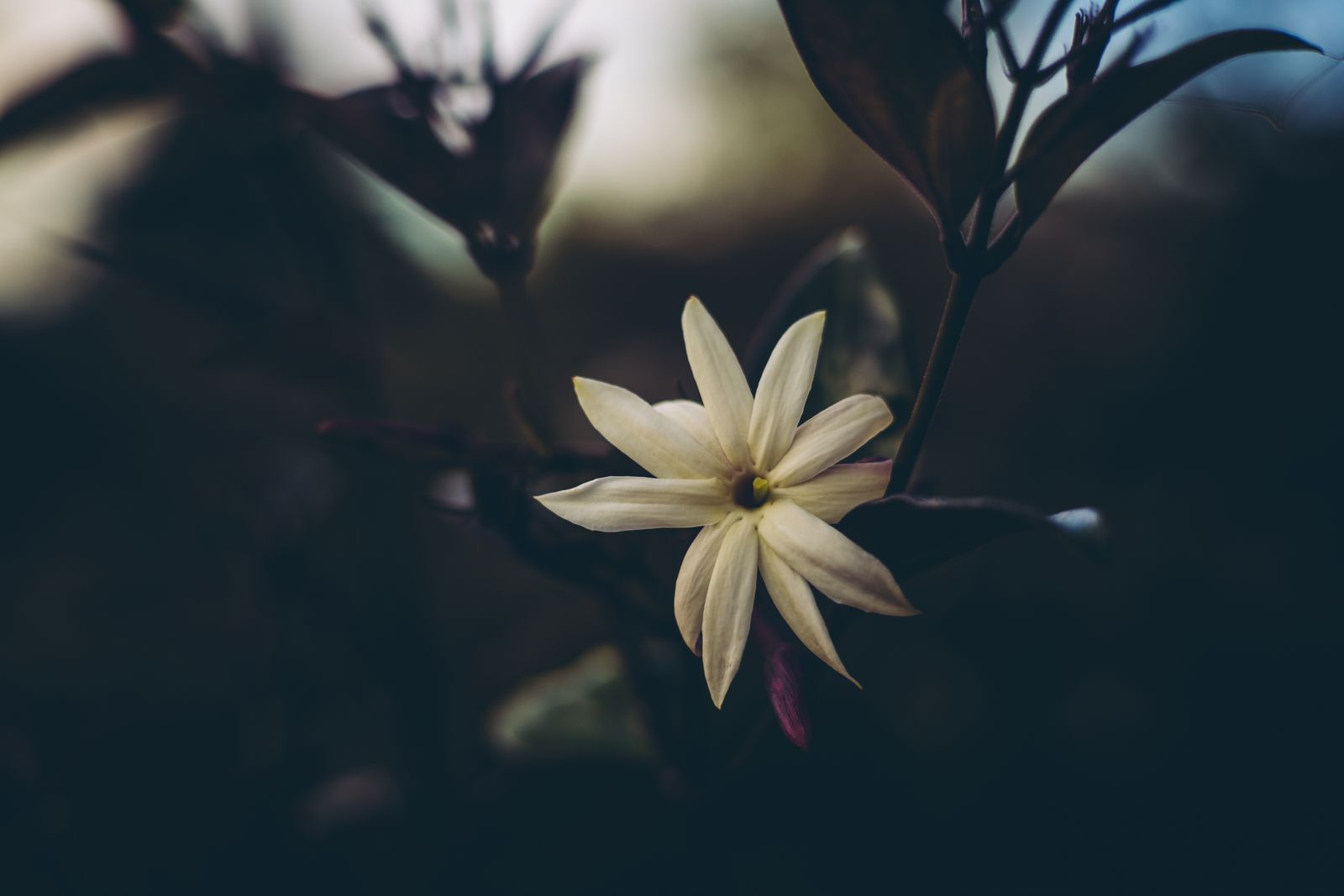 Jasmine Flower Photos, Download The BEST Free Jasmine Flower Stock ...